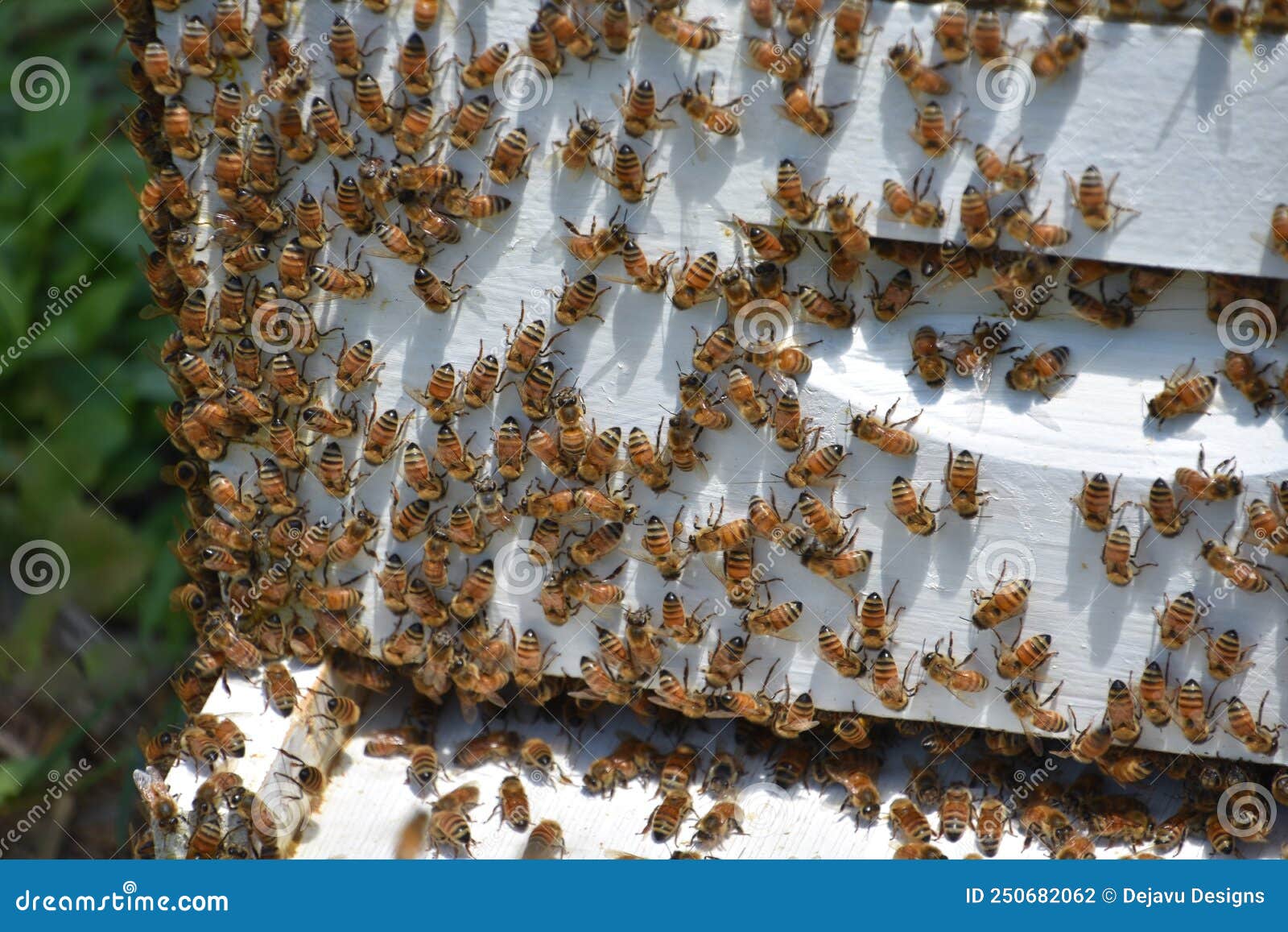 Bees Clinging To the Side of a Beehive Stock Photo - Image of rural ...