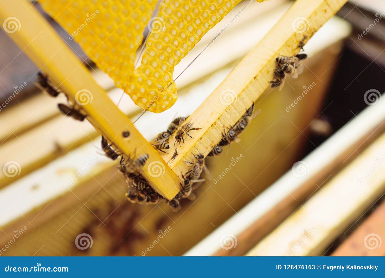 Bees Close-up on an Apiary Frame Stock Image - Image of honeycomb ...