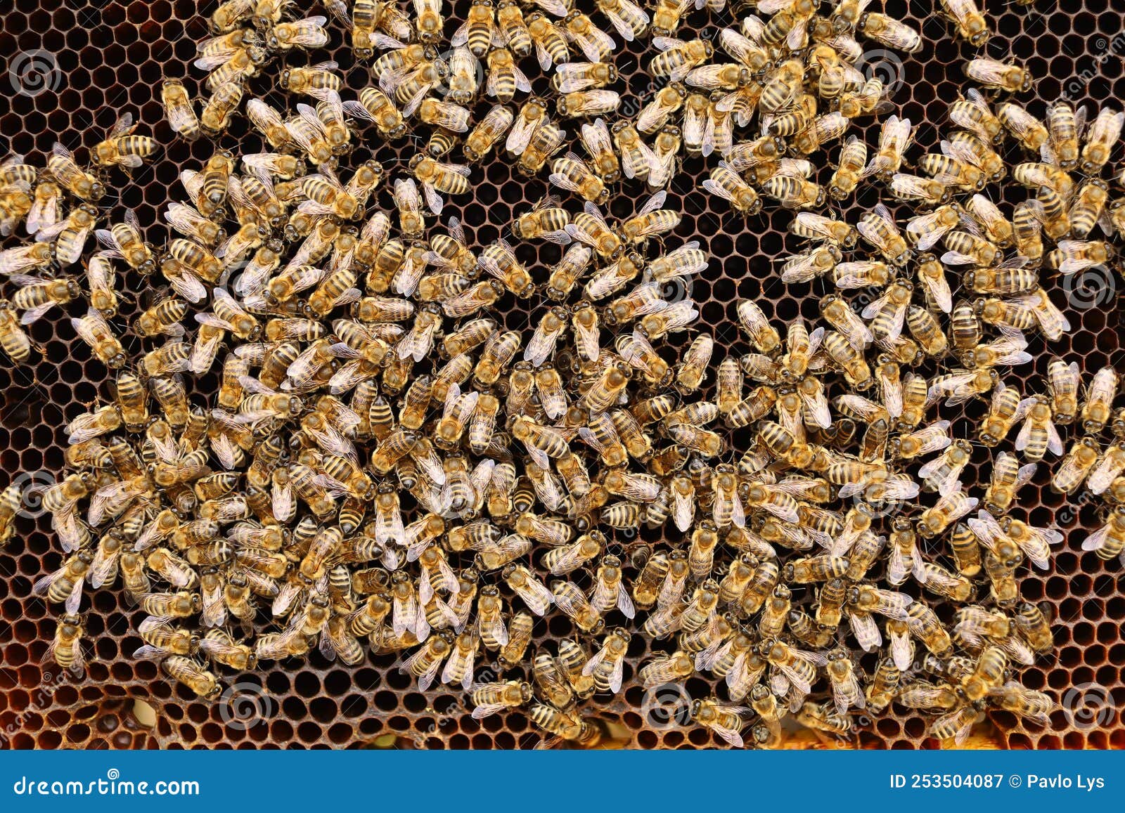 Bees Close-up. Lots of Bees in the Hive Stock Image - Image of farming ...