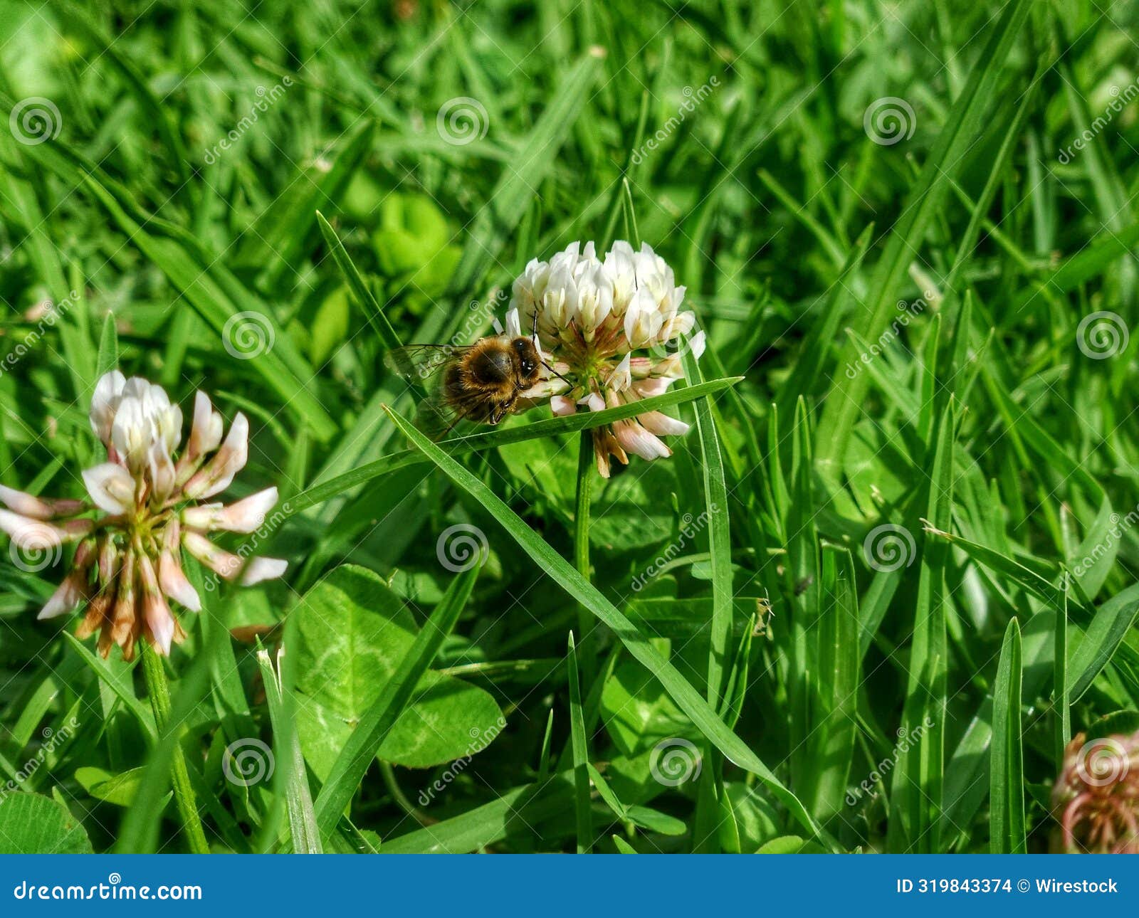 Bees on Clover Flowers in Grass Stock Photo - Image of vibrant, summer ...