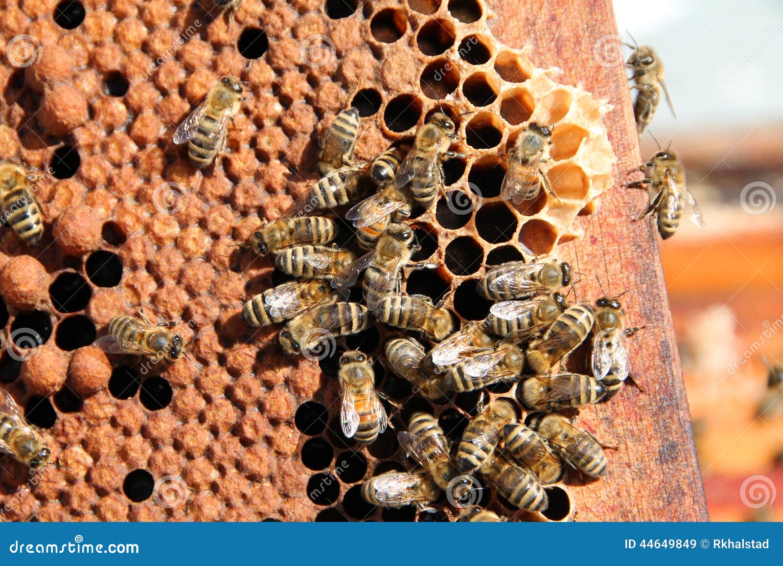Bees Clustered on Honeycomb Frame Stock Image - Image of frame ... Bees Clustered on Honeycomb Frame Stock Image - Image of frame ...