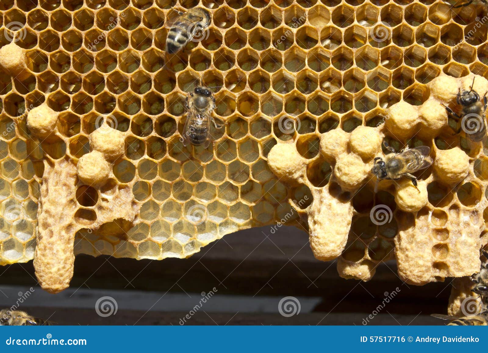 Bees and Cocoons Queens Bees Stock Photo - Image of entomology, abdomen ...