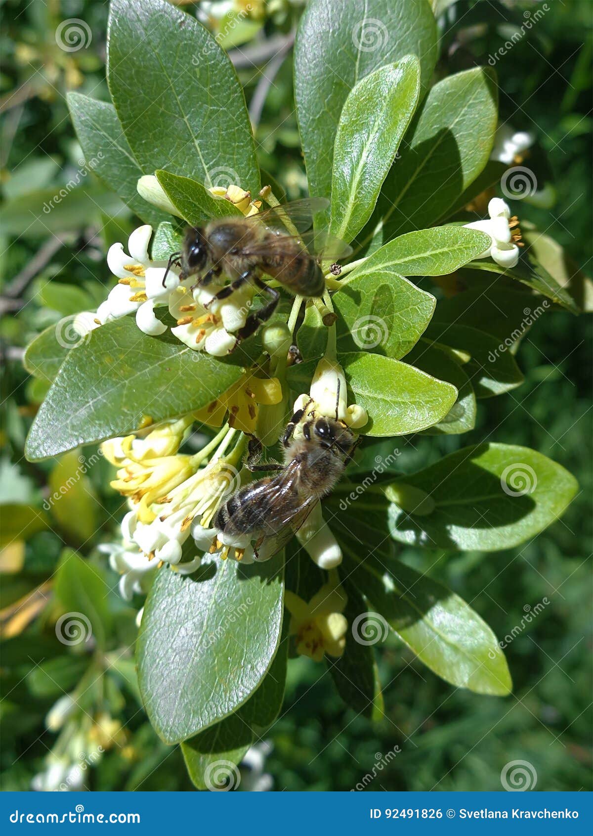 Bees Collect Nectar on Flowering Tree Stock Photo - Image of nature ...