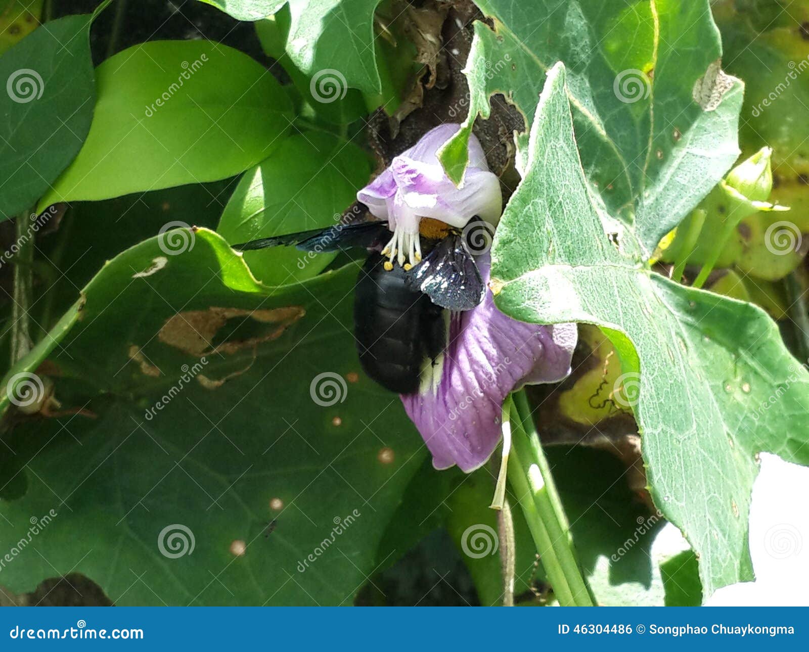 Bees Collect Nectar from Flowers. Stock Photo - Image of nature, bees ...