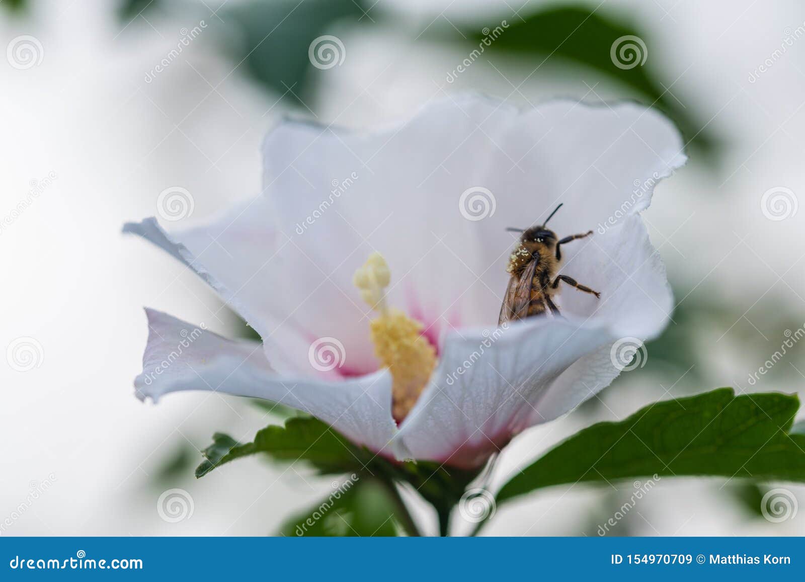 Bees Collect Pollen in Flowers Stock Image - Image of gathering, bloom ...
