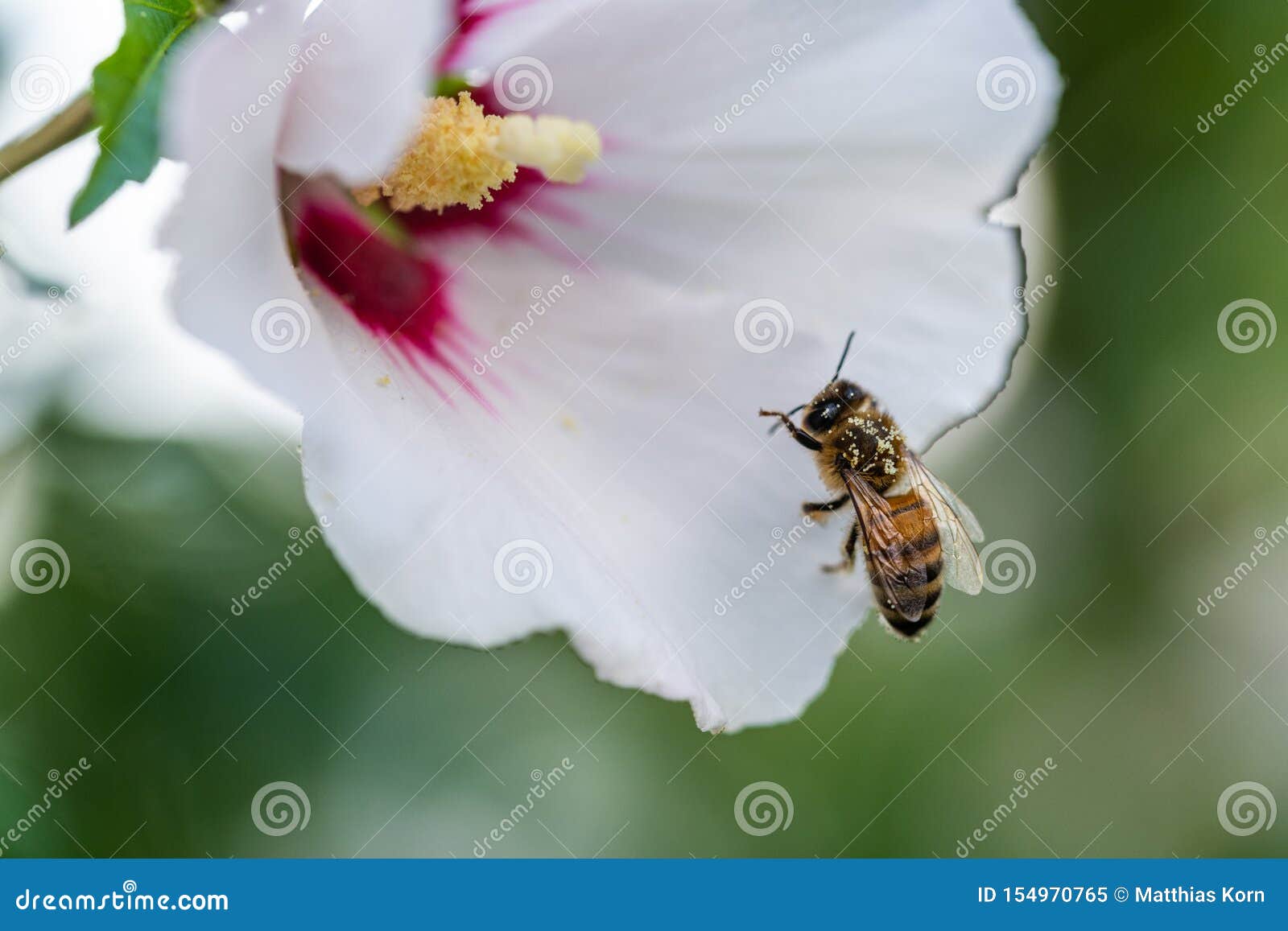 Bees Collect Pollen in Flowers Stock Image - Image of nature, closeup ...