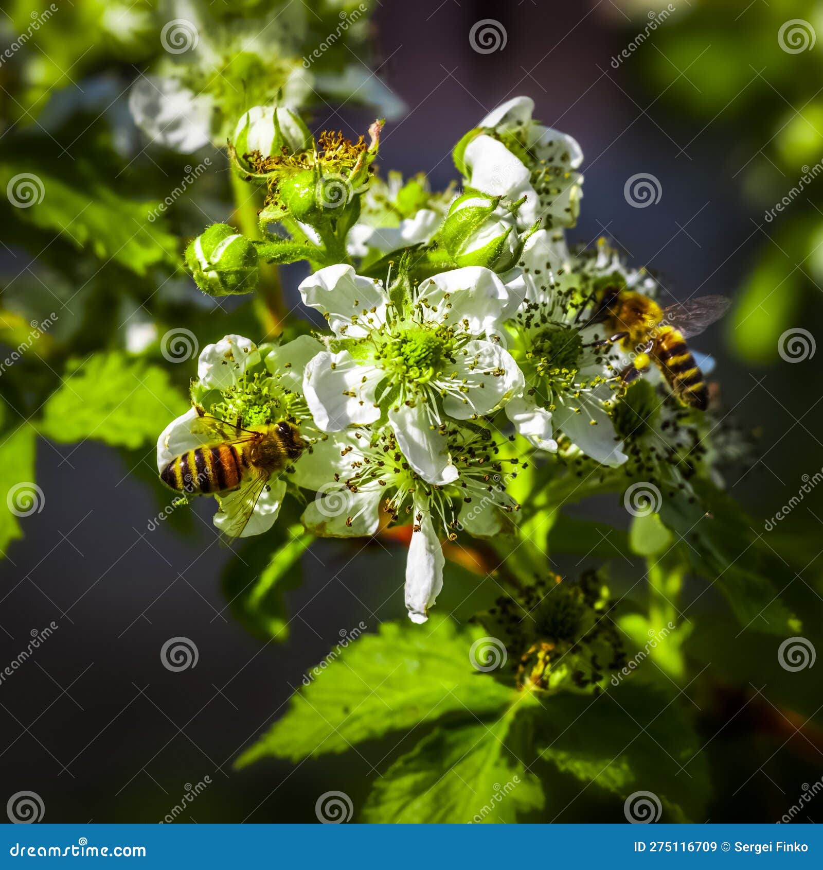 Bees collect pollen stock image. Image of botany, bloom - 275116709