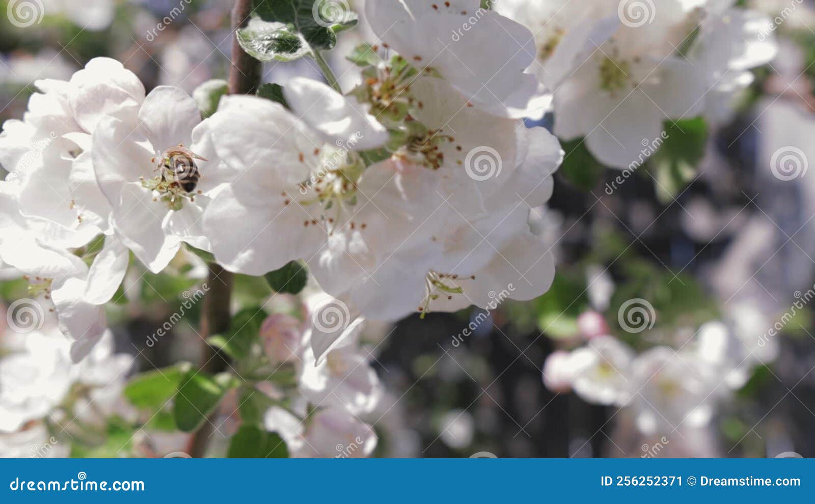 Bees Collect Pollen on Flowers , Insects Collect Nectar on a Blooming ...