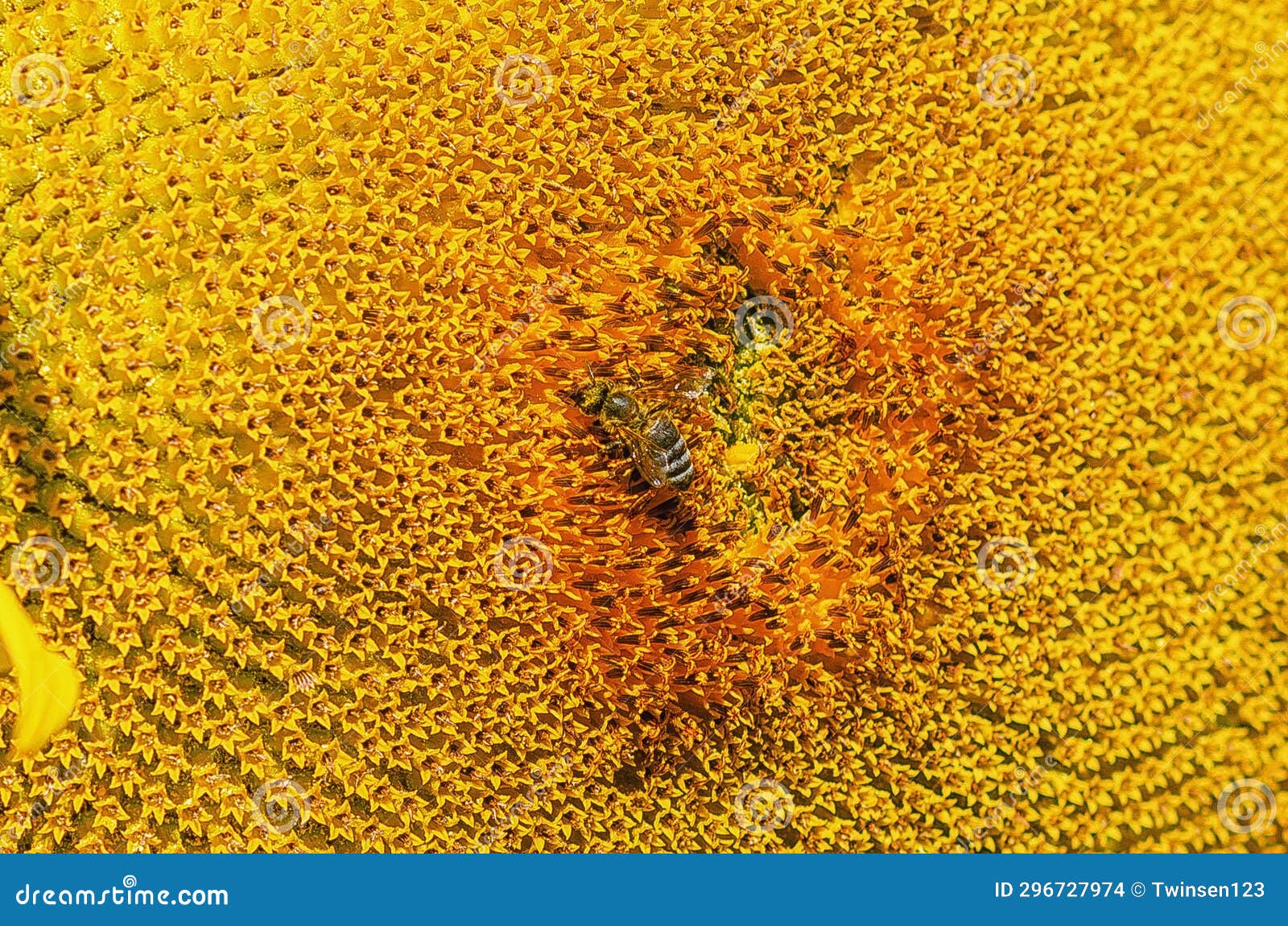 Bees Collect Pollen on Sunflower Flower Stock Photo - Image of insect ...