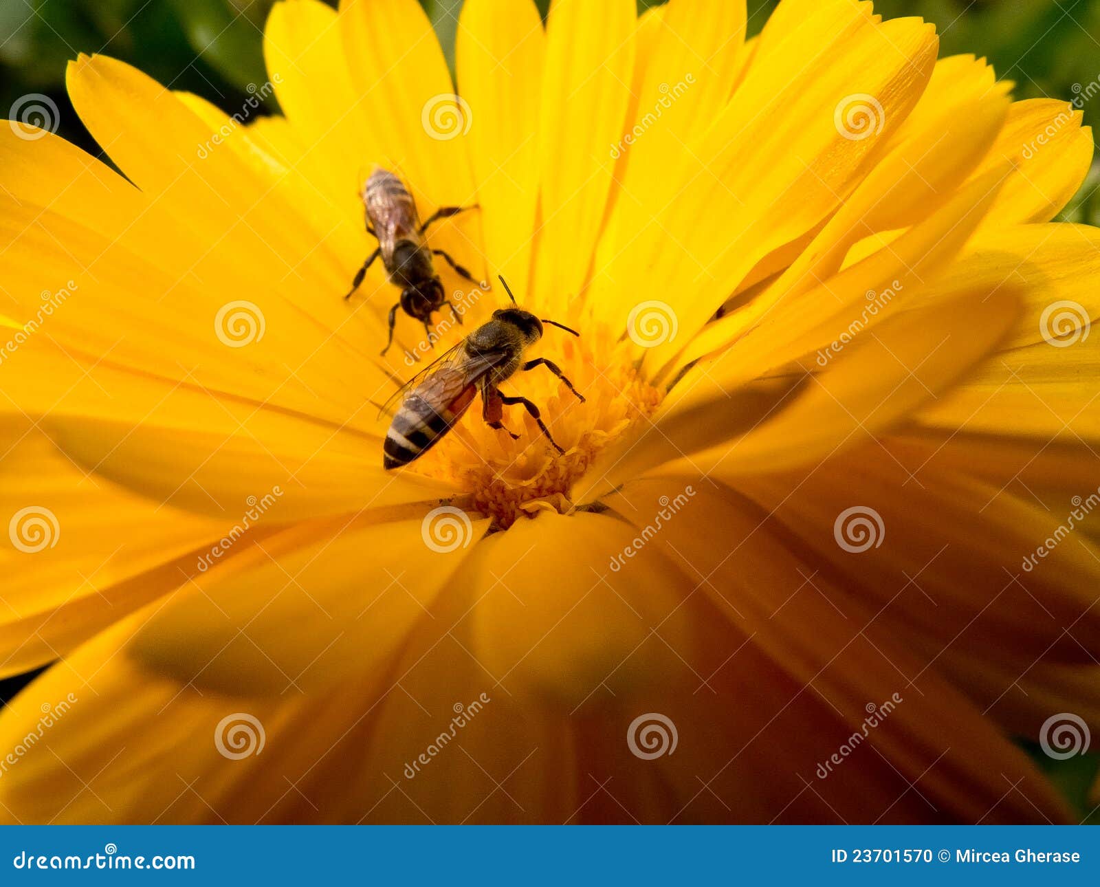 Bees collecting pollen stock photo. Image of colour, gathering - 23701570