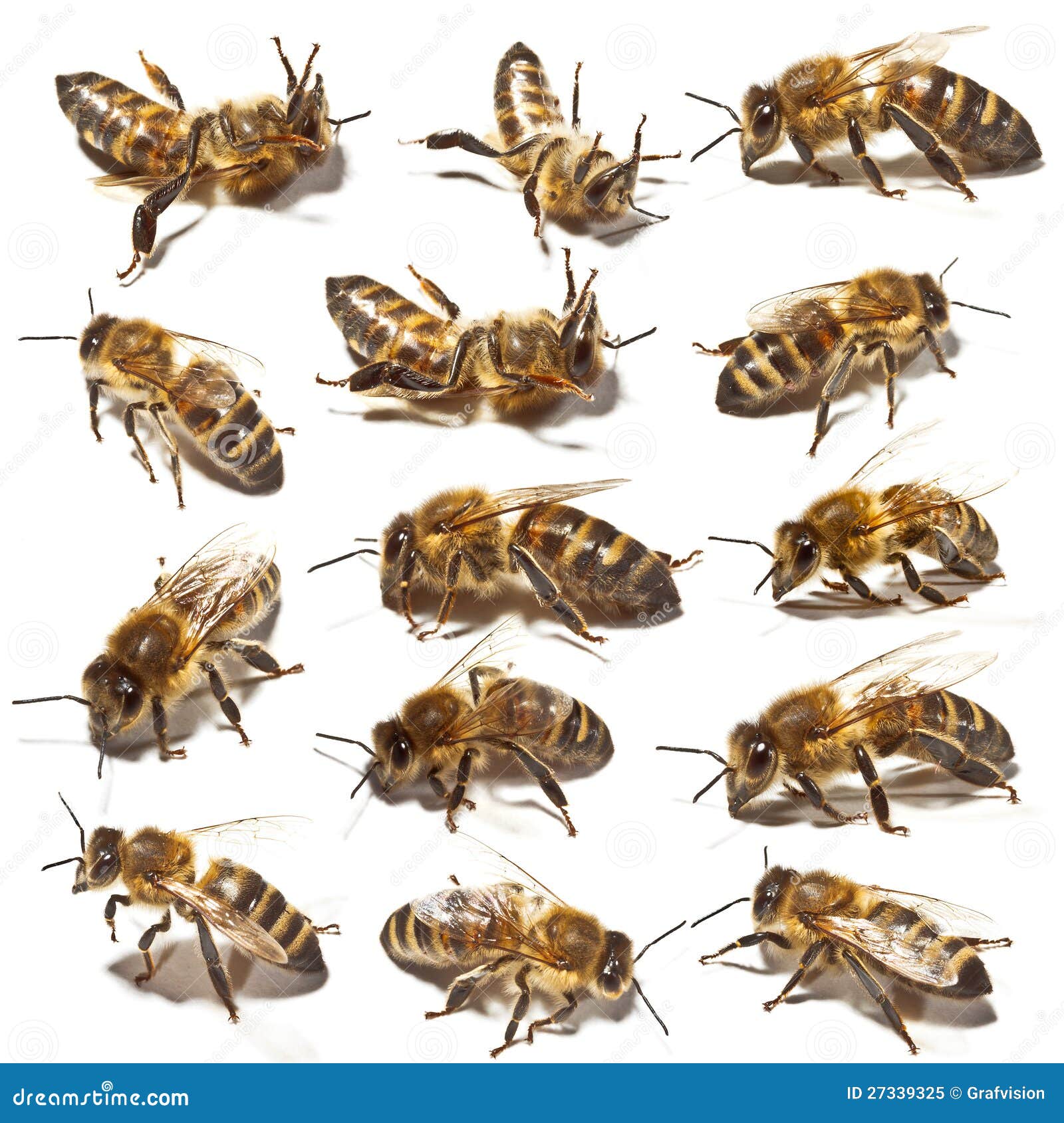 Bees collection stock image. Image of stinger, body, entomology - 27339325