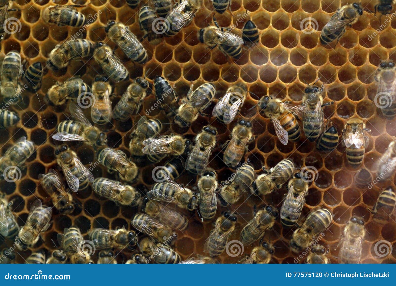 Bees on a Comb Frame Making Honey Stock Photo - Image of colony ...
