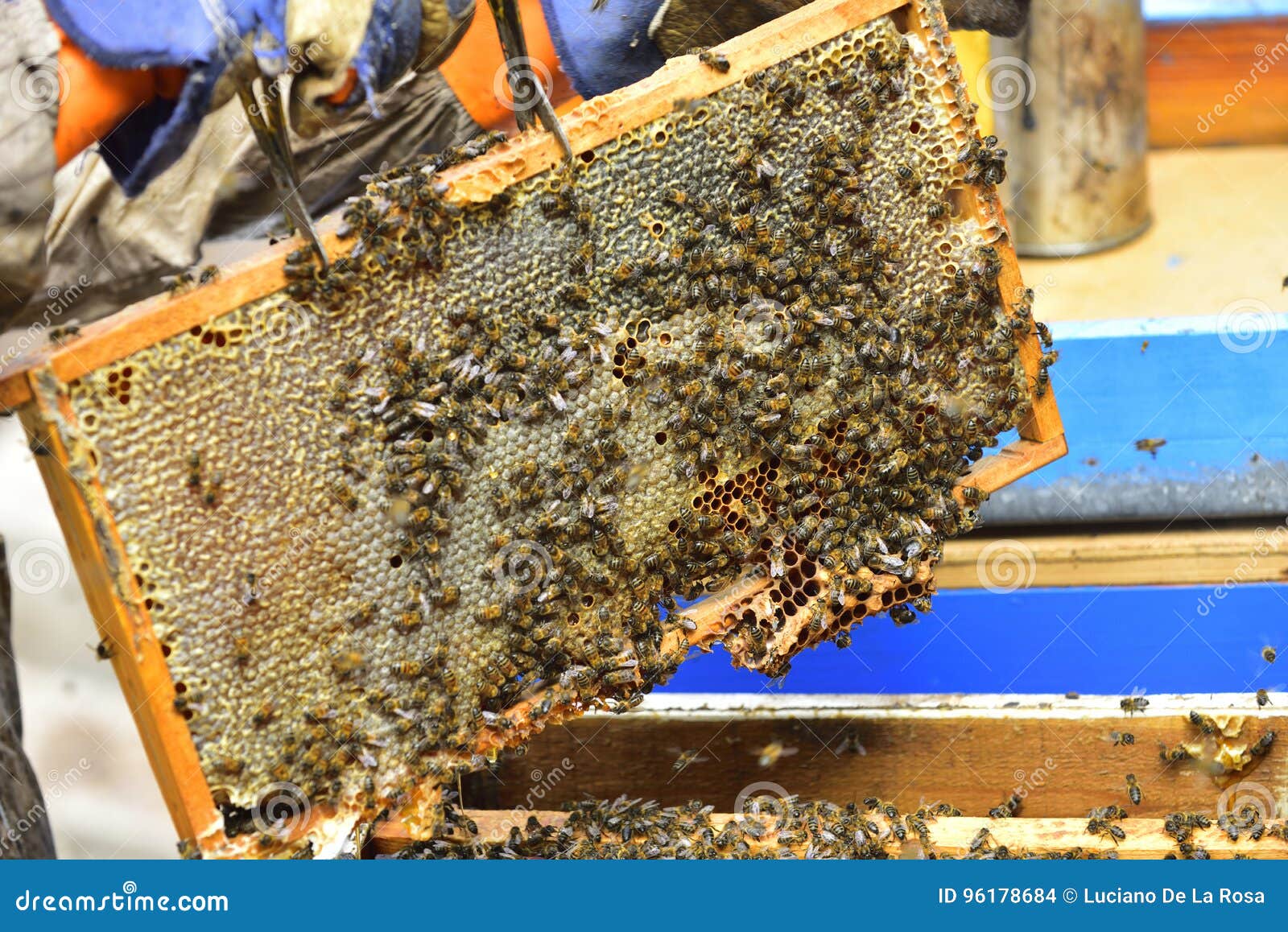 Bees on the Combs of a Division Board a Hive. Stock Photo - Image of ...