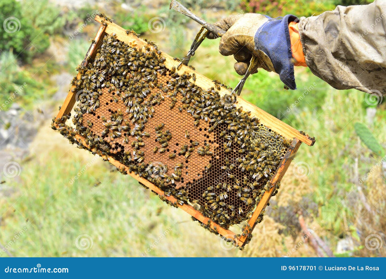 Bees on the Combs of a Division Board a Hive. Stock Image - Image of ...