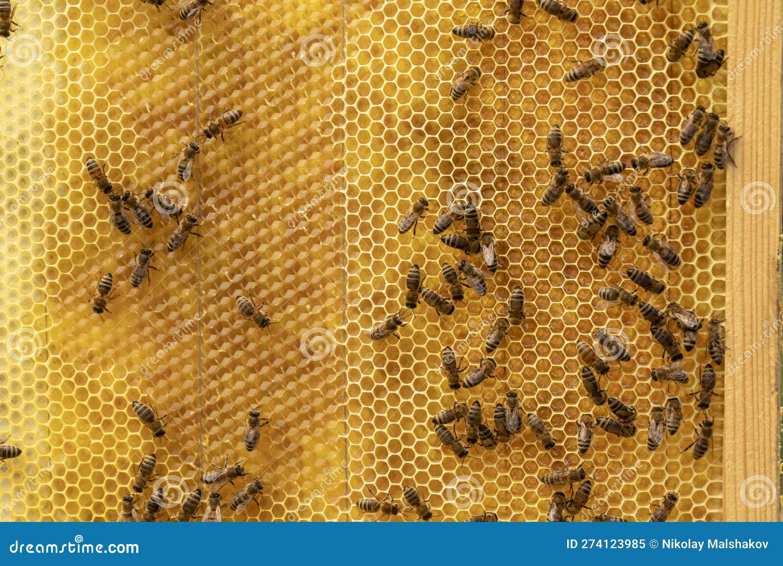 Bees on Combs that are Half Filled with Honey. Stock Image - Image of ...