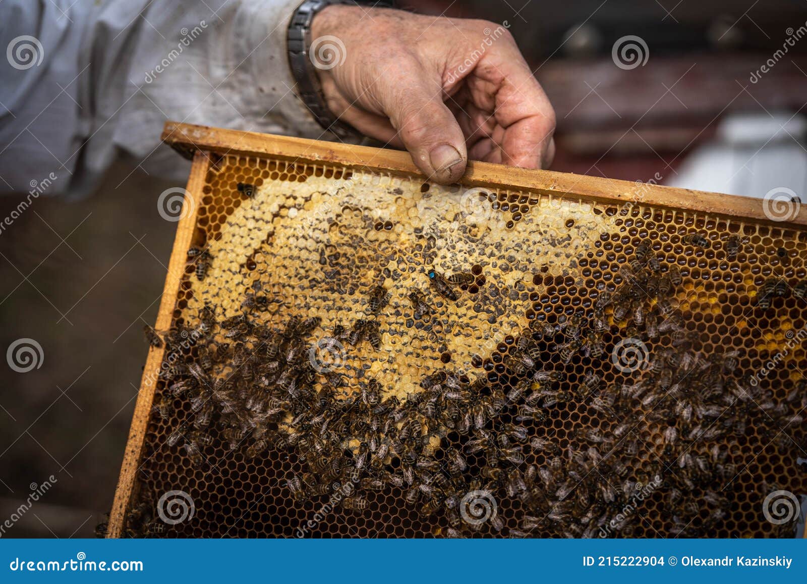 Bees on Combs are Working To Create Honey, Apiary Stock Photo - Image ...