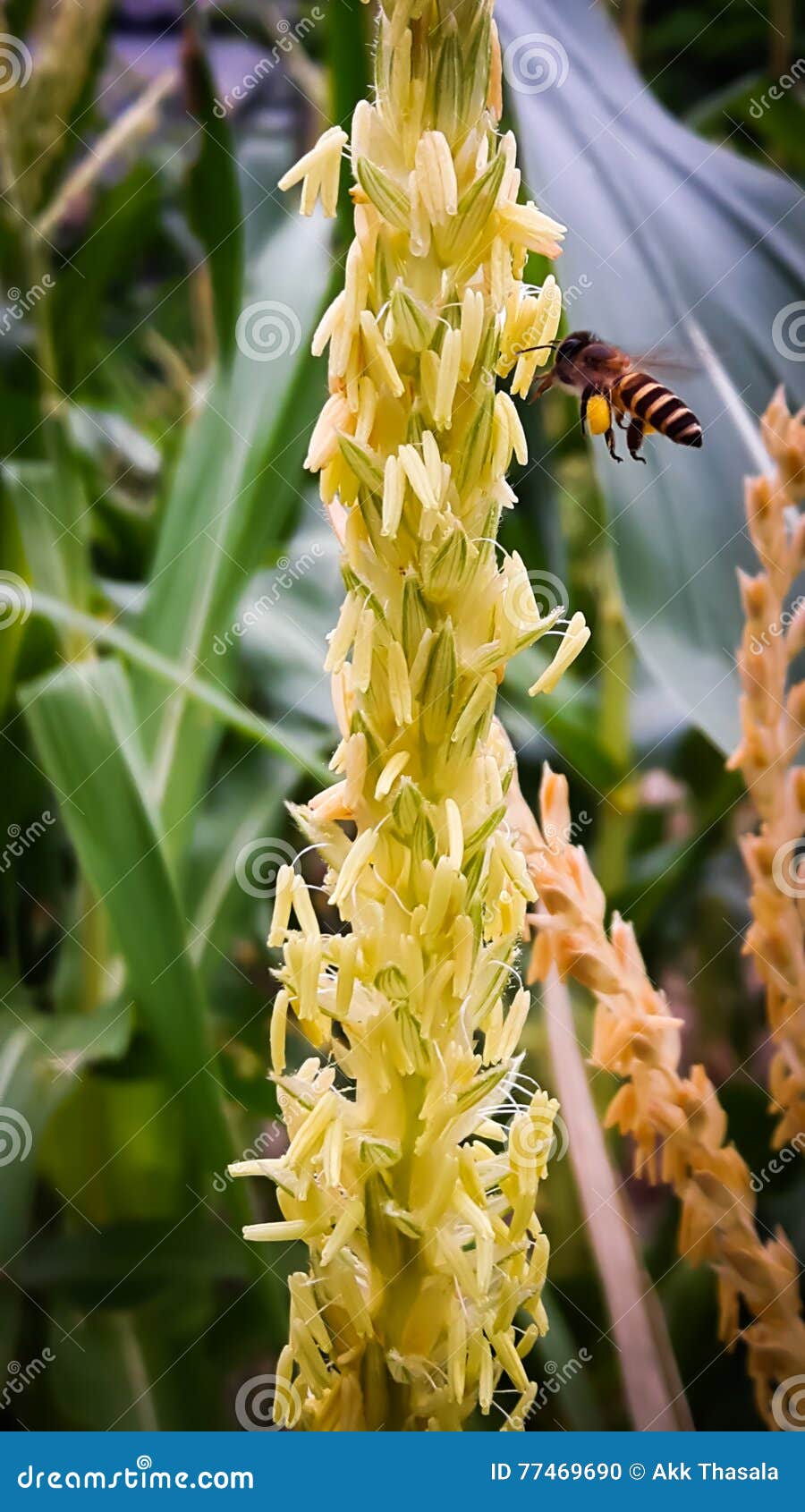 Bees in corn fields stock photo. Image of nature, forests - 77469690