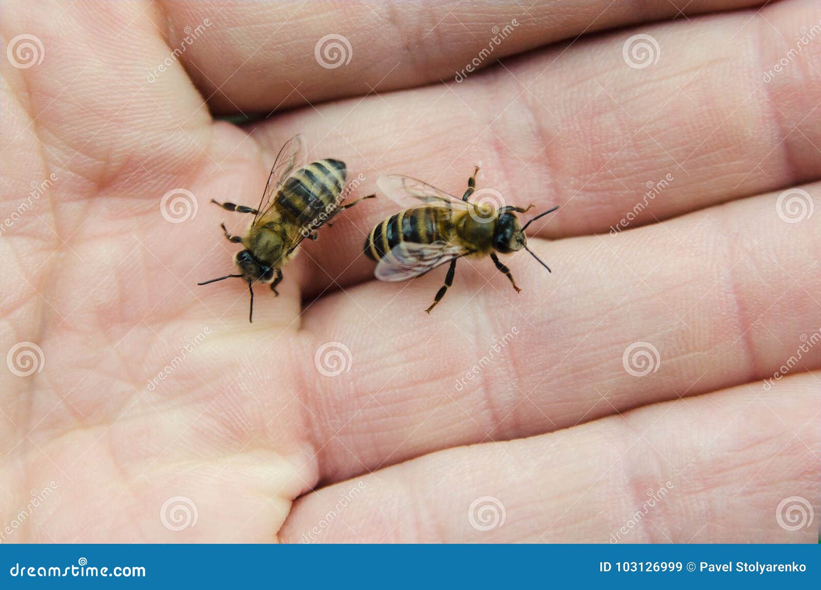 Bees on hand stock image. Image of detail, closeup, beekeeper - 103126999