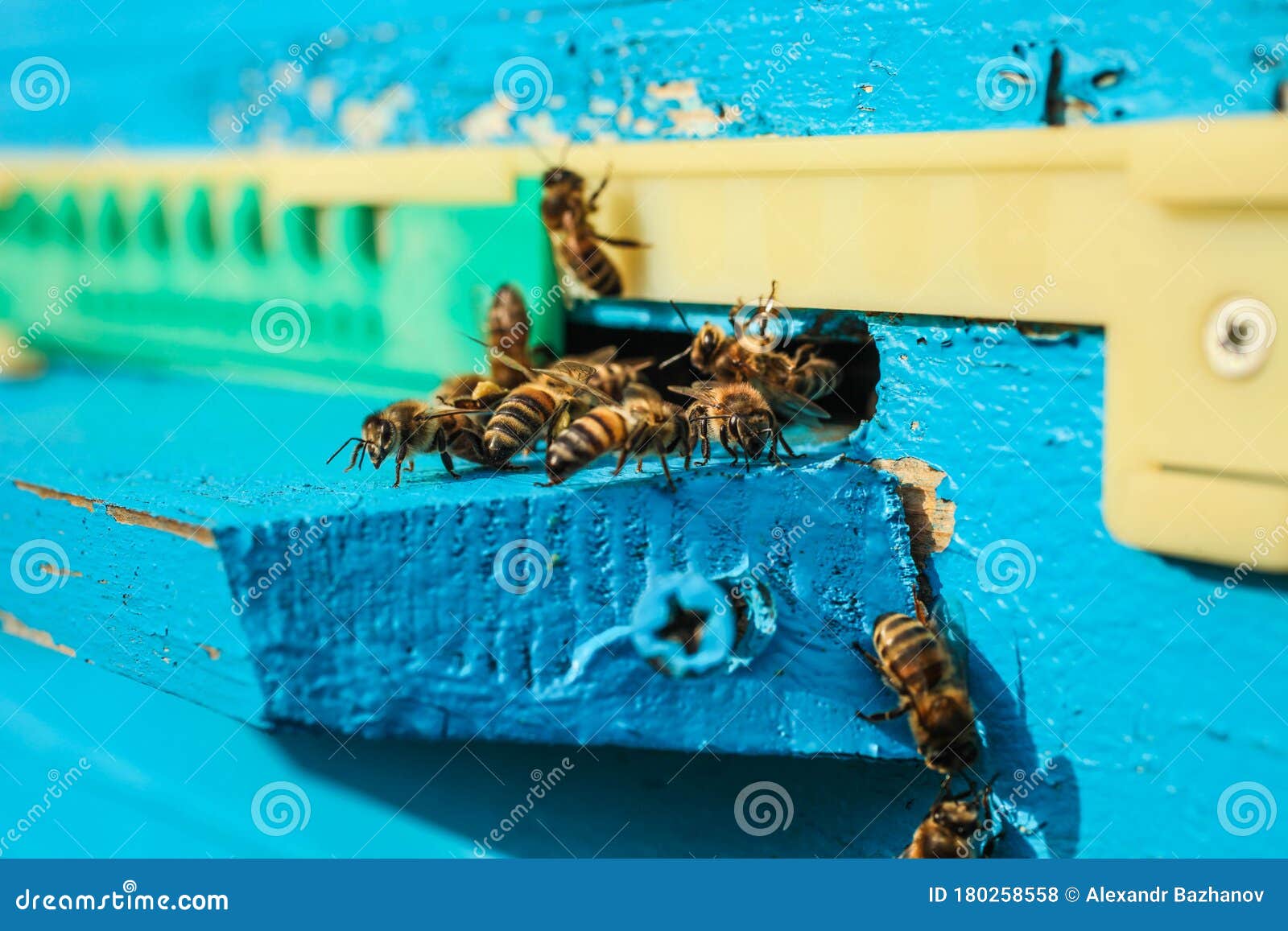 Bees Crawling Out of a Beehive Stock Photo - Image of closeup, swarming ...