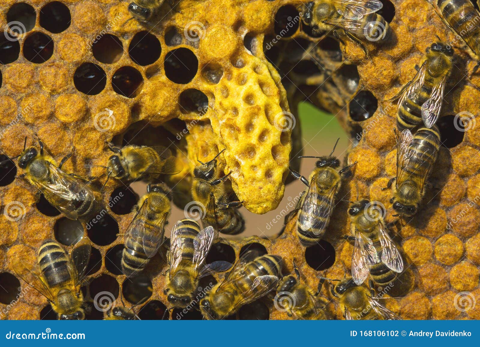 Future Queen Bee Develops in a Wax Cocoon.. Stock Photo - Image of ...
