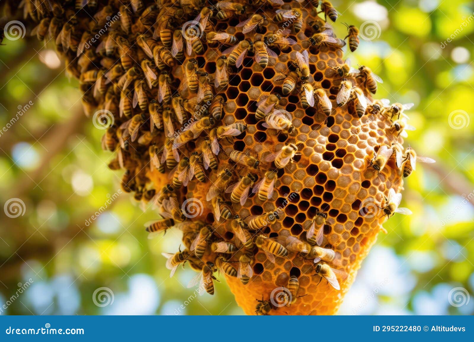 Bees Creating a Honeycomb on a Tree Stock Photo - Image of bees ...