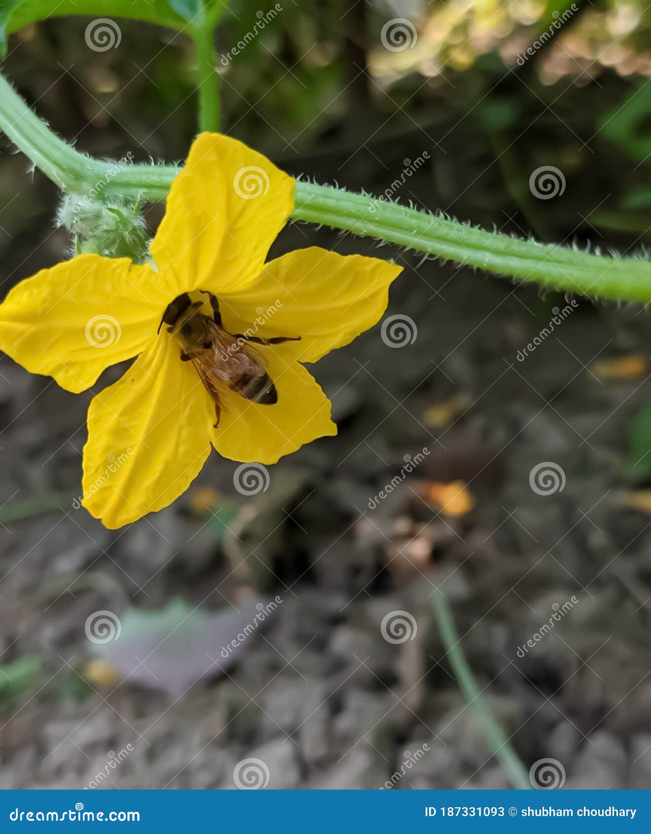 Bees on cucumber stock image. Image of freshness, green - 187331093