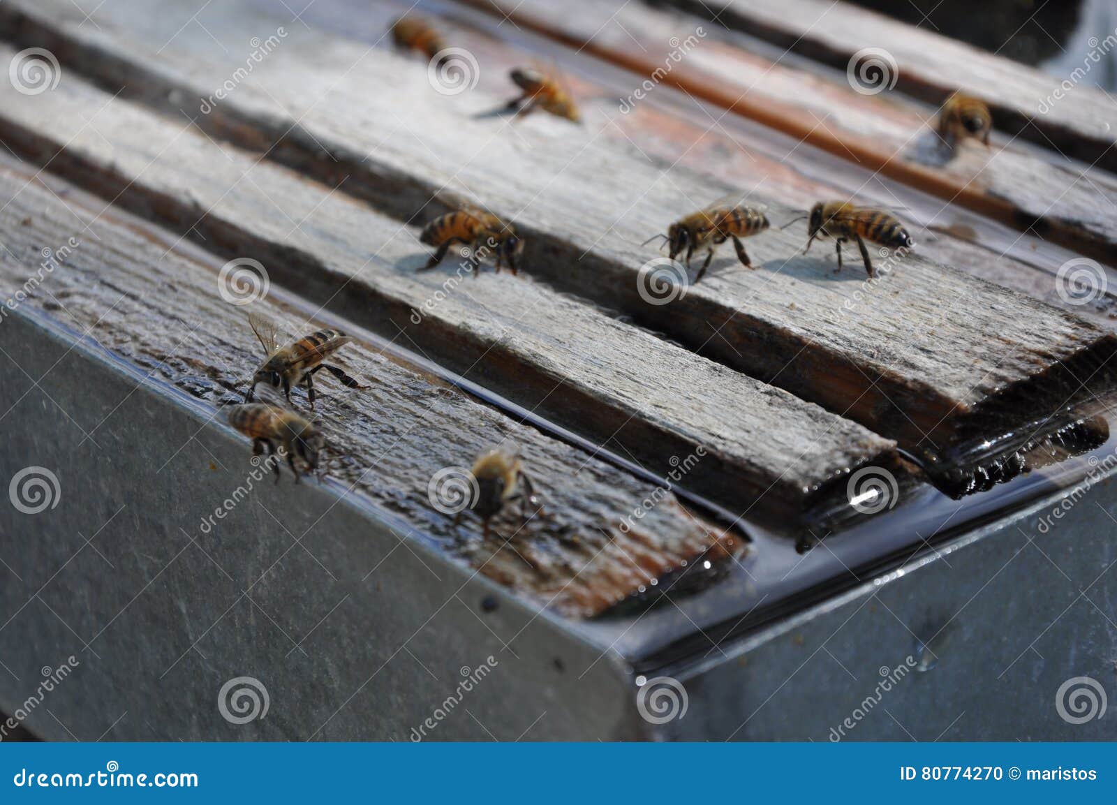 Bees in Cyprus stock photo. Image of beekeeper, colony - 80774270