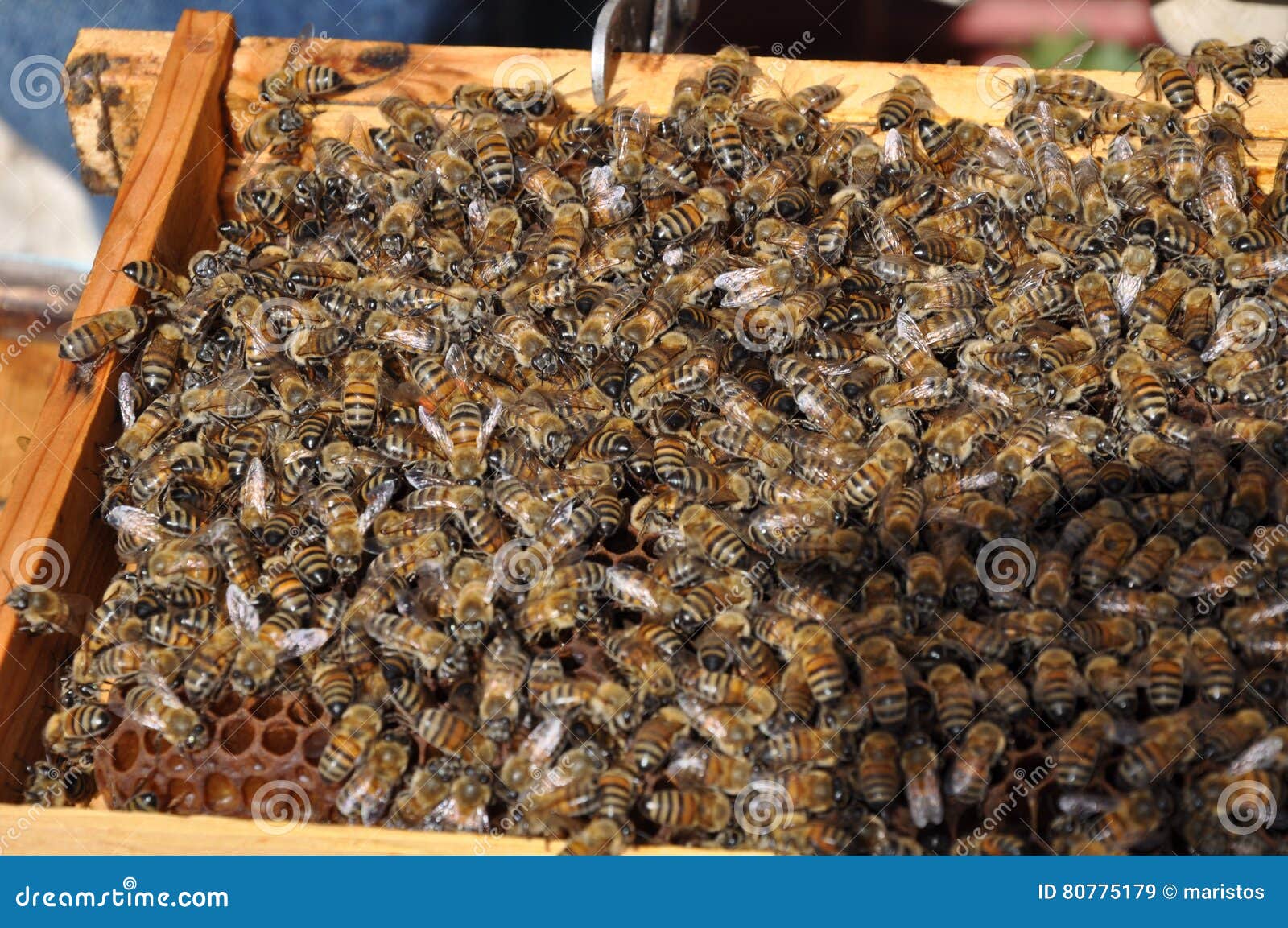 Bees in Cyprus stock image. Image of hardworking, feeding - 80775179