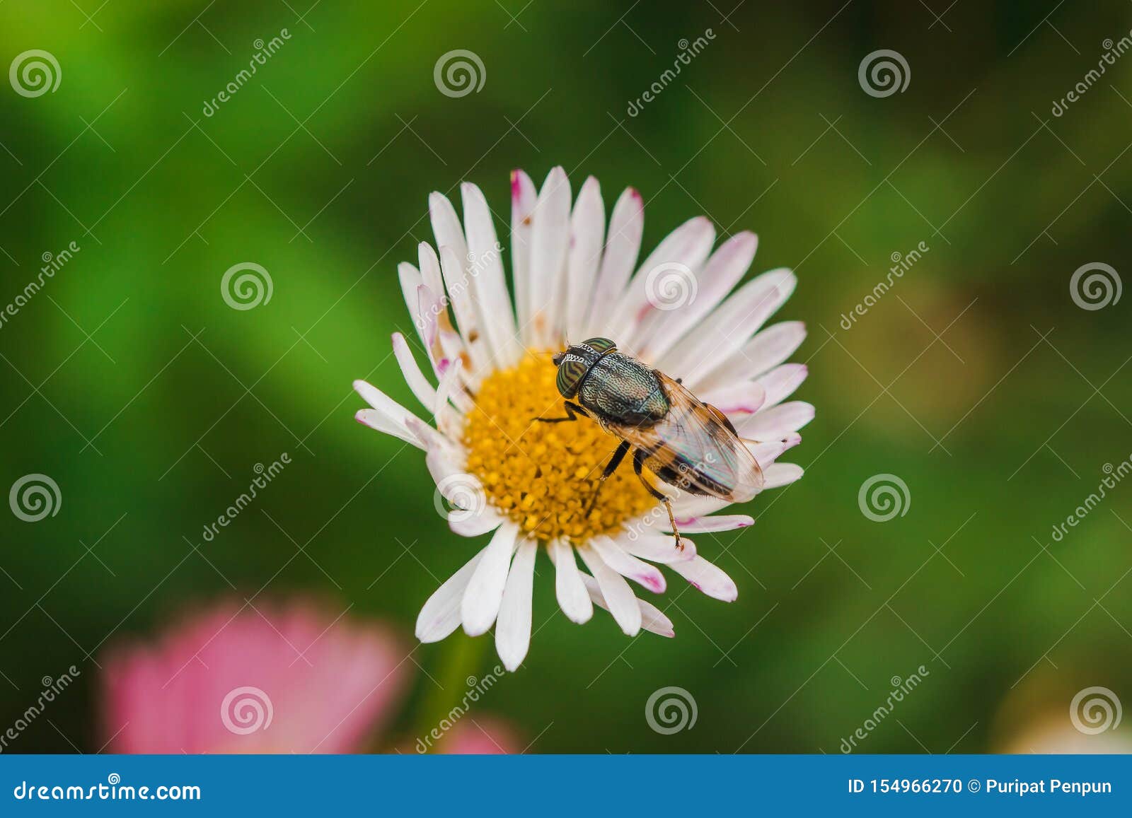 The Bees on the Daisy are Blooming Stock Photo - Image of beautiful ...