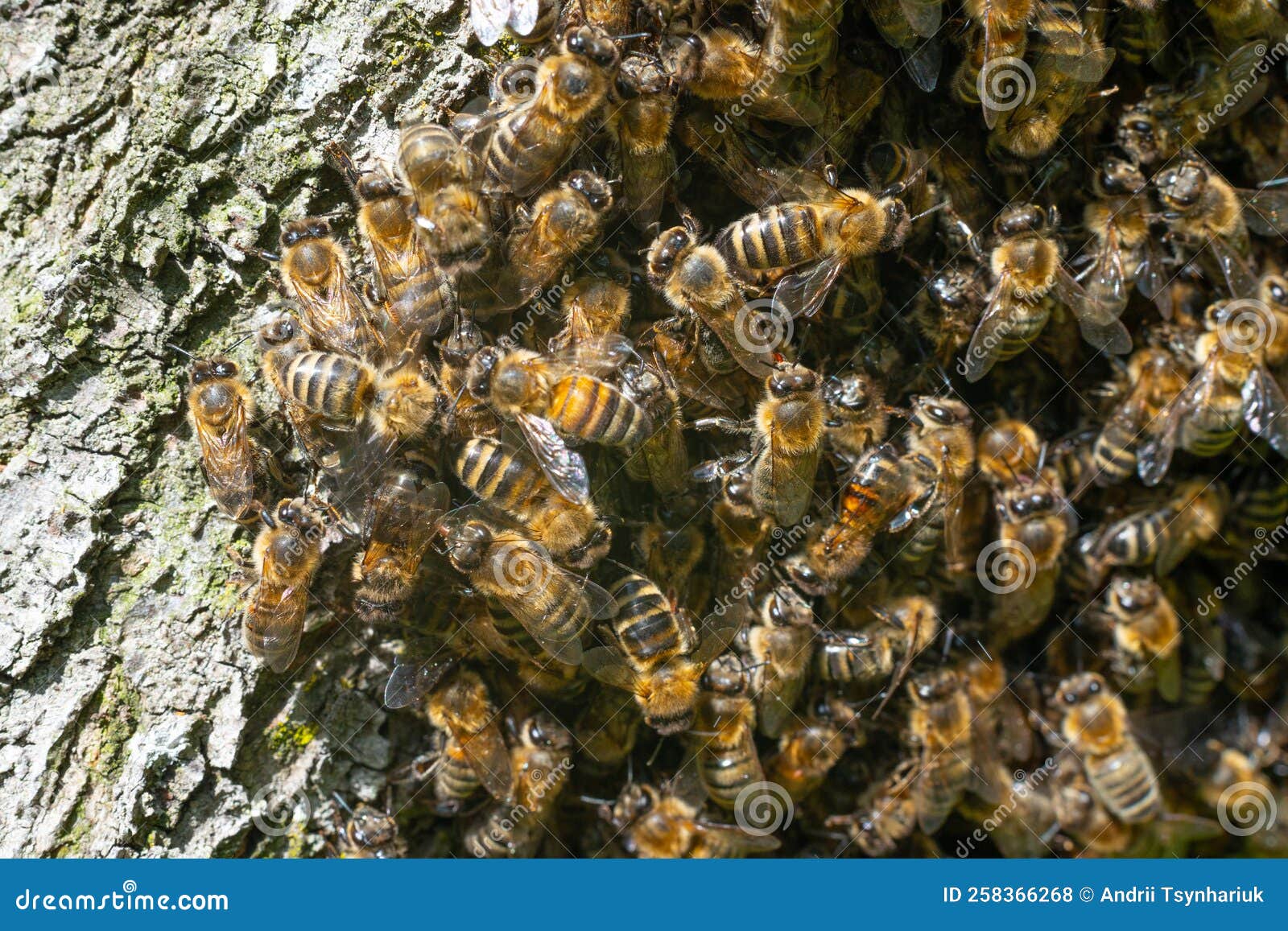 Bees in a Detailed Plan, a Swarm of Bees Was Shot Under a Macro Lens ...