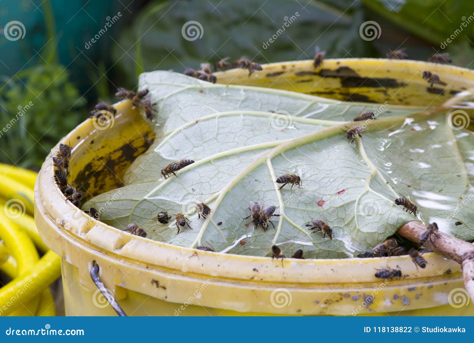 Bees Drink Water from a Bucket on a Plot of Land Stock Photo - Image of ...