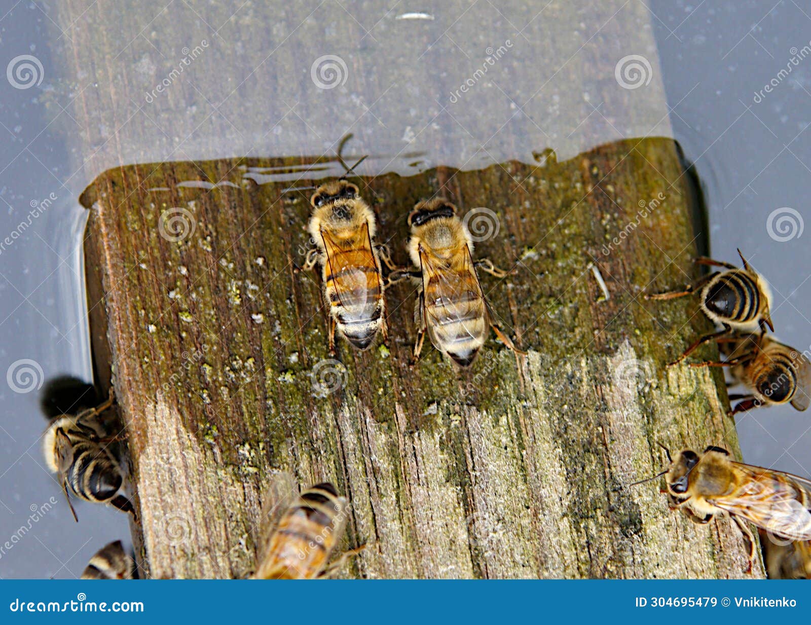 Bees drink water stock image. Image of garden, small - 304695479