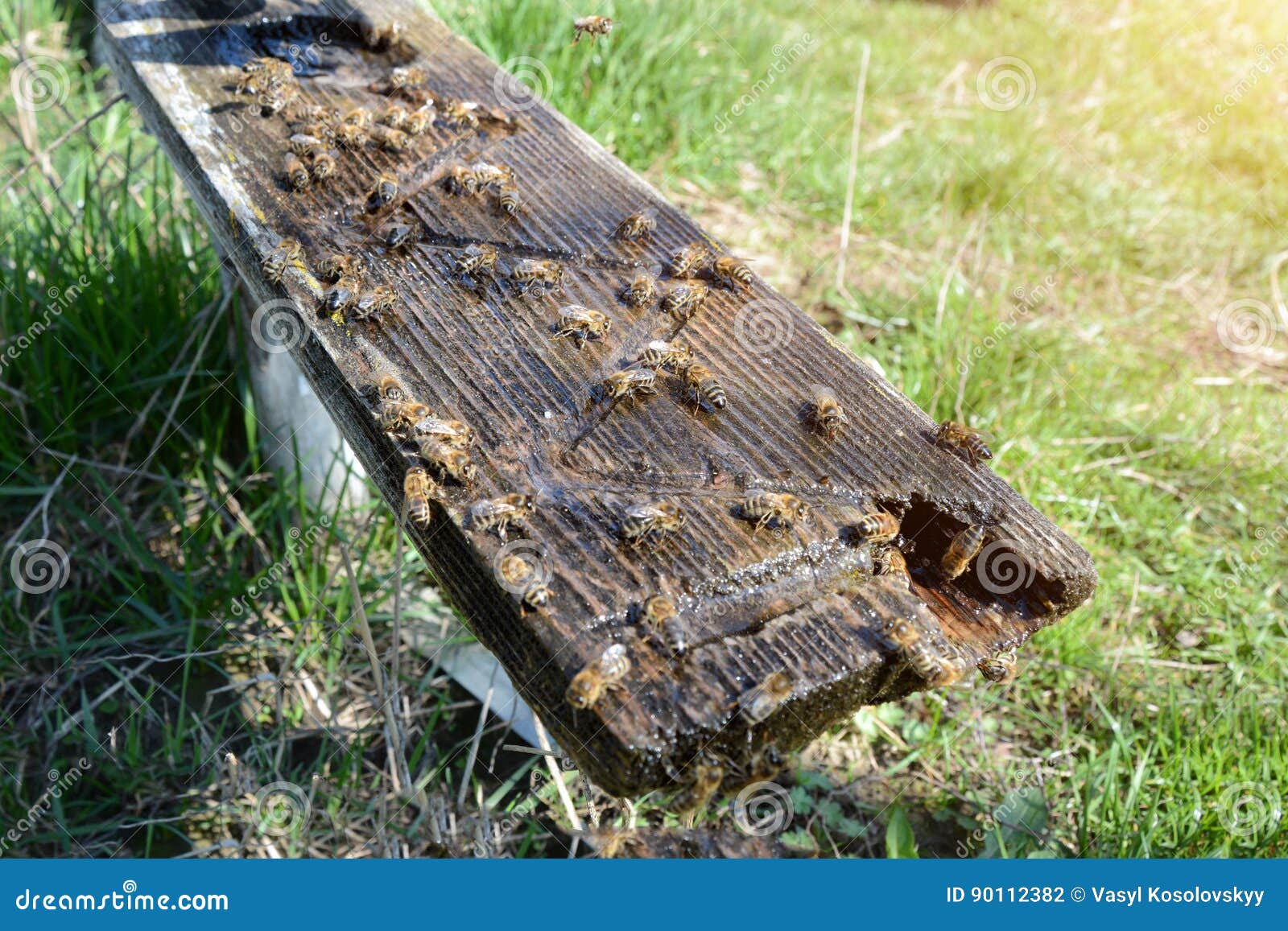 Bees Drink Water. Spring. Animals Drinking Water. Stock Photo - Image ...