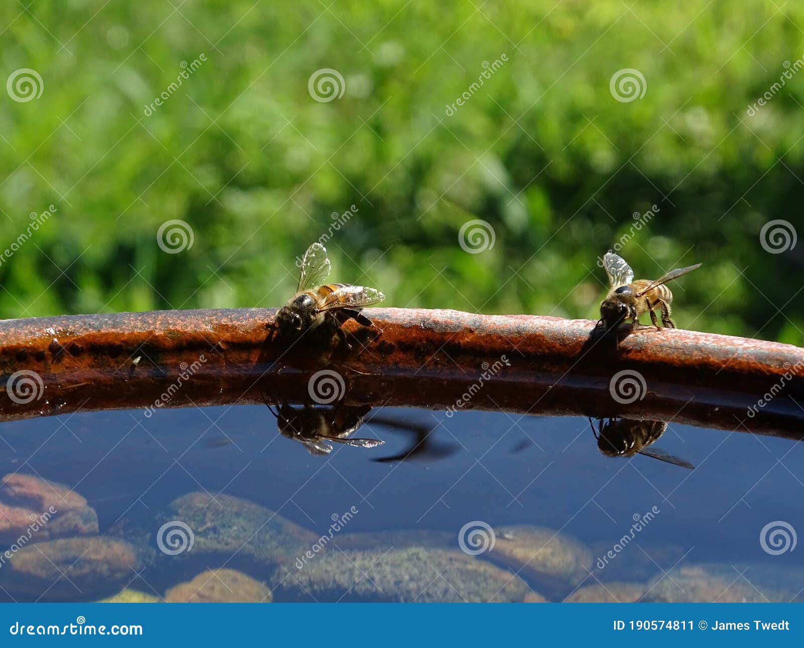 Bees Drinking from Bird Bath Stock Image - Image of nature, closeup ...