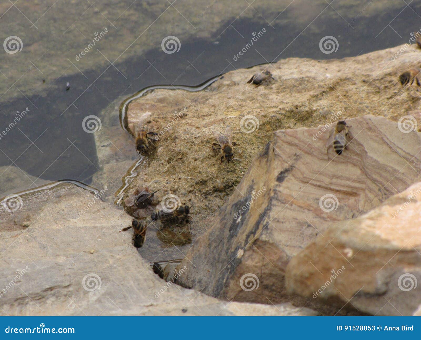 Bees Drinking stock image. Image of water, bees, buzz - 91528053