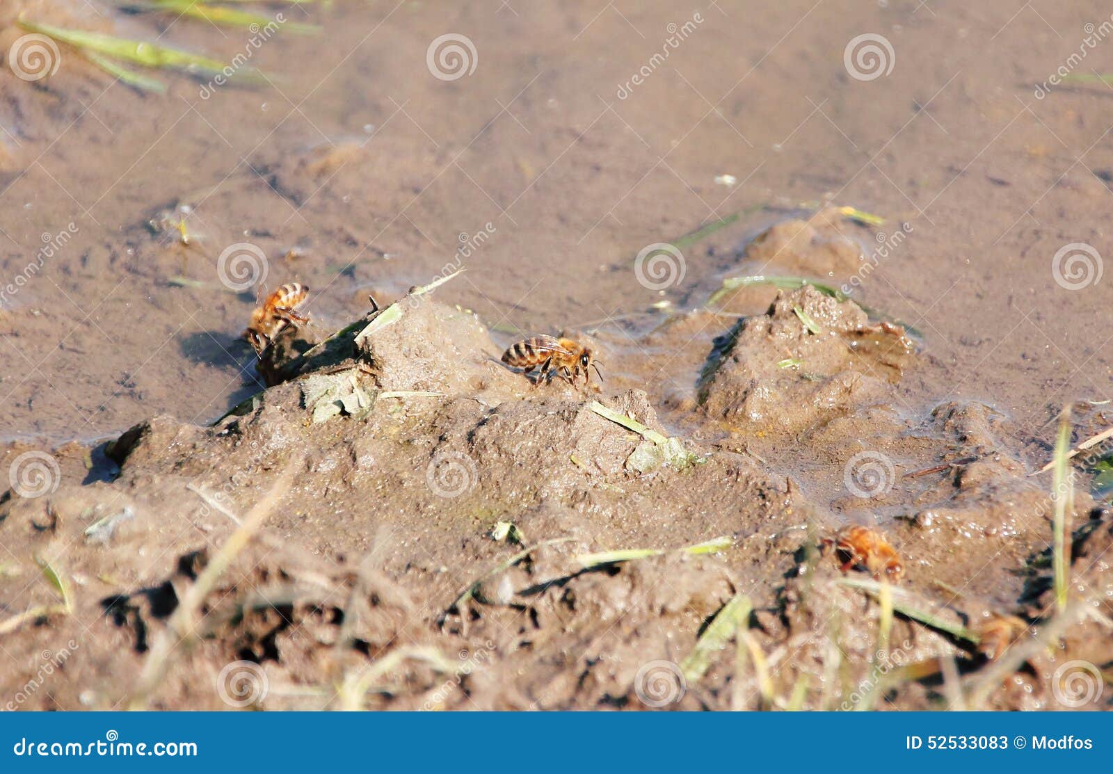 Bees Drinking from Muddy Pond Stock Image - Image of thirsty, bees ...