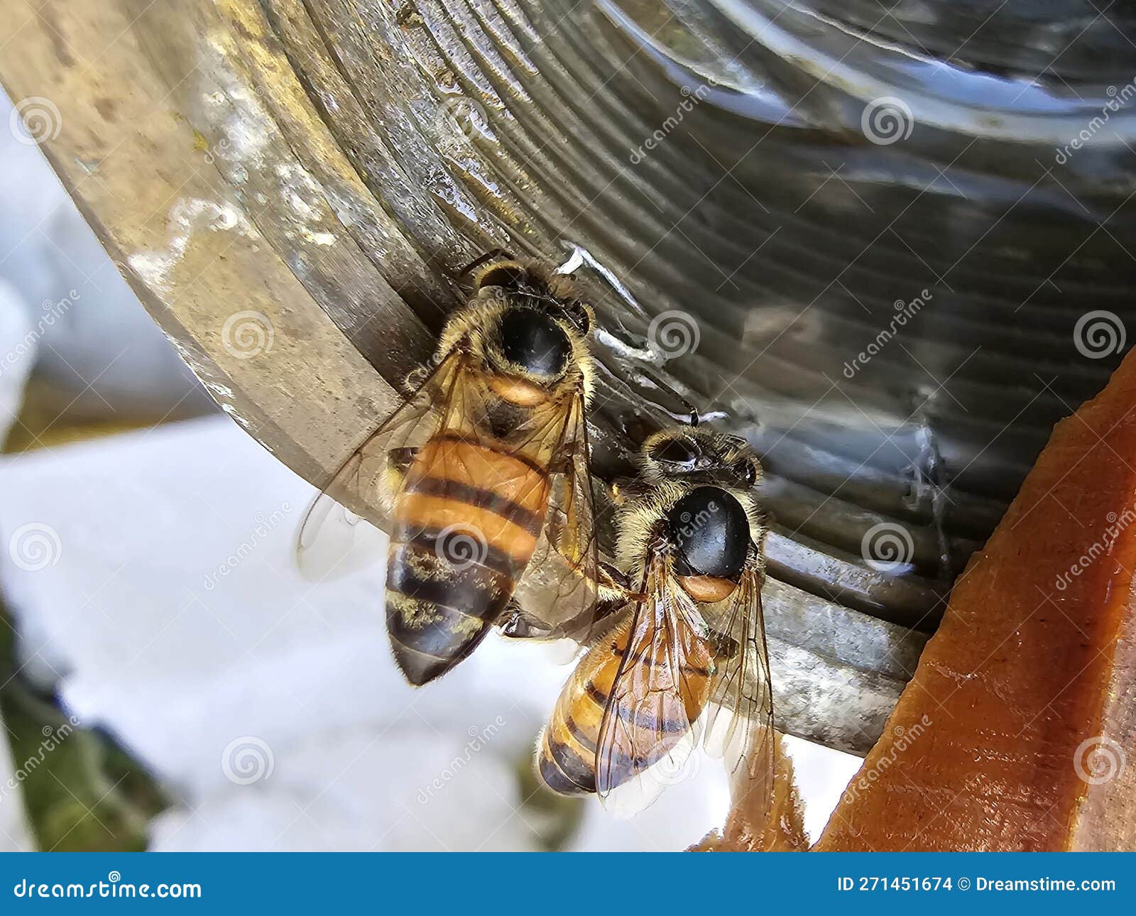 2 Bees drinking water stock photo. Image of bees, drinking - 271451674