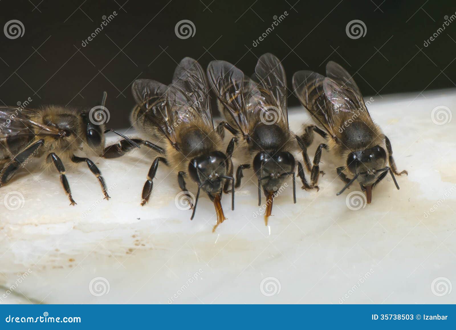 Bees while drinking water stock image. Image of insect - 35738503