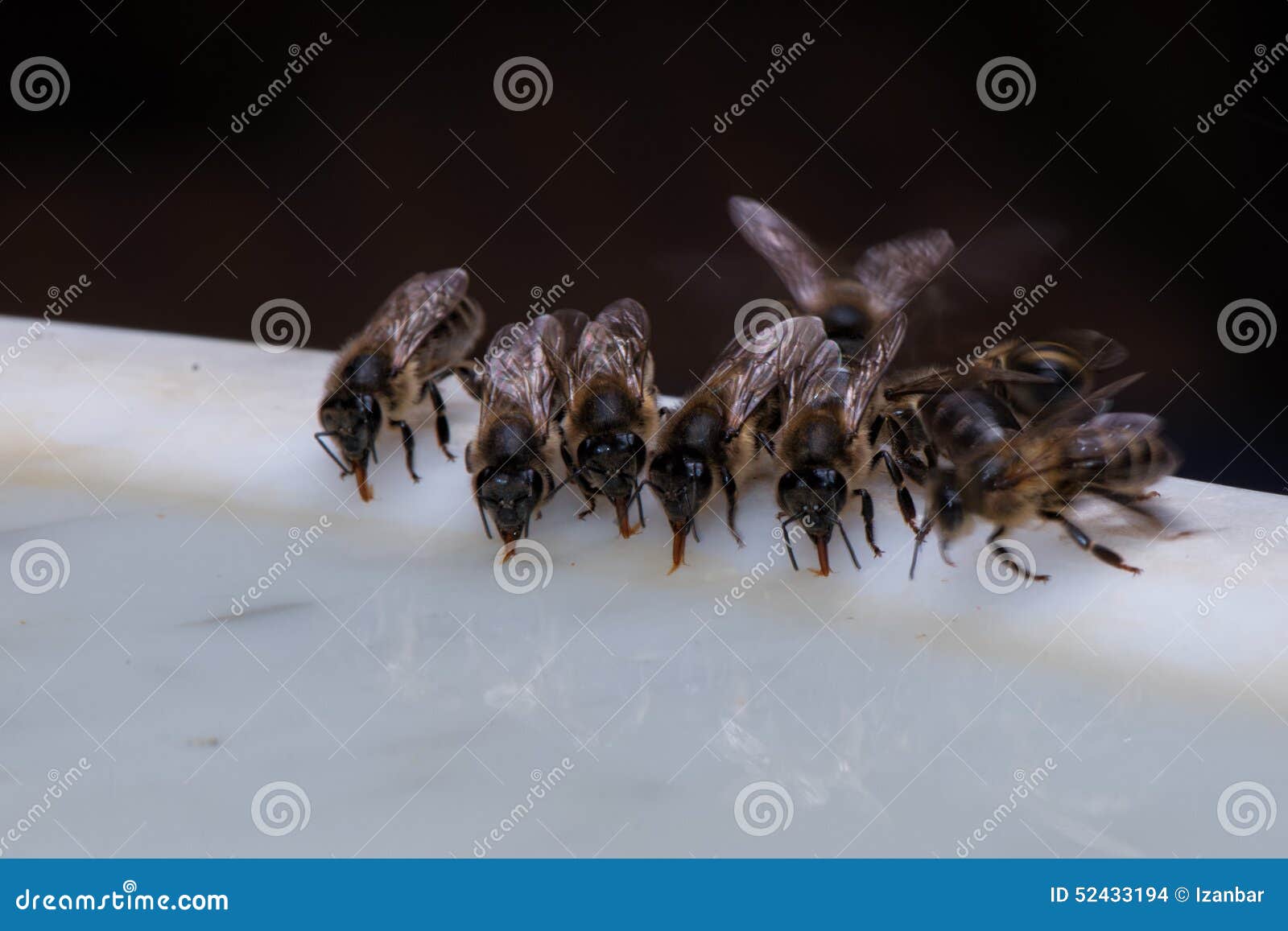 Bees while drinking water stock photo. Image of wildlife - 52433194