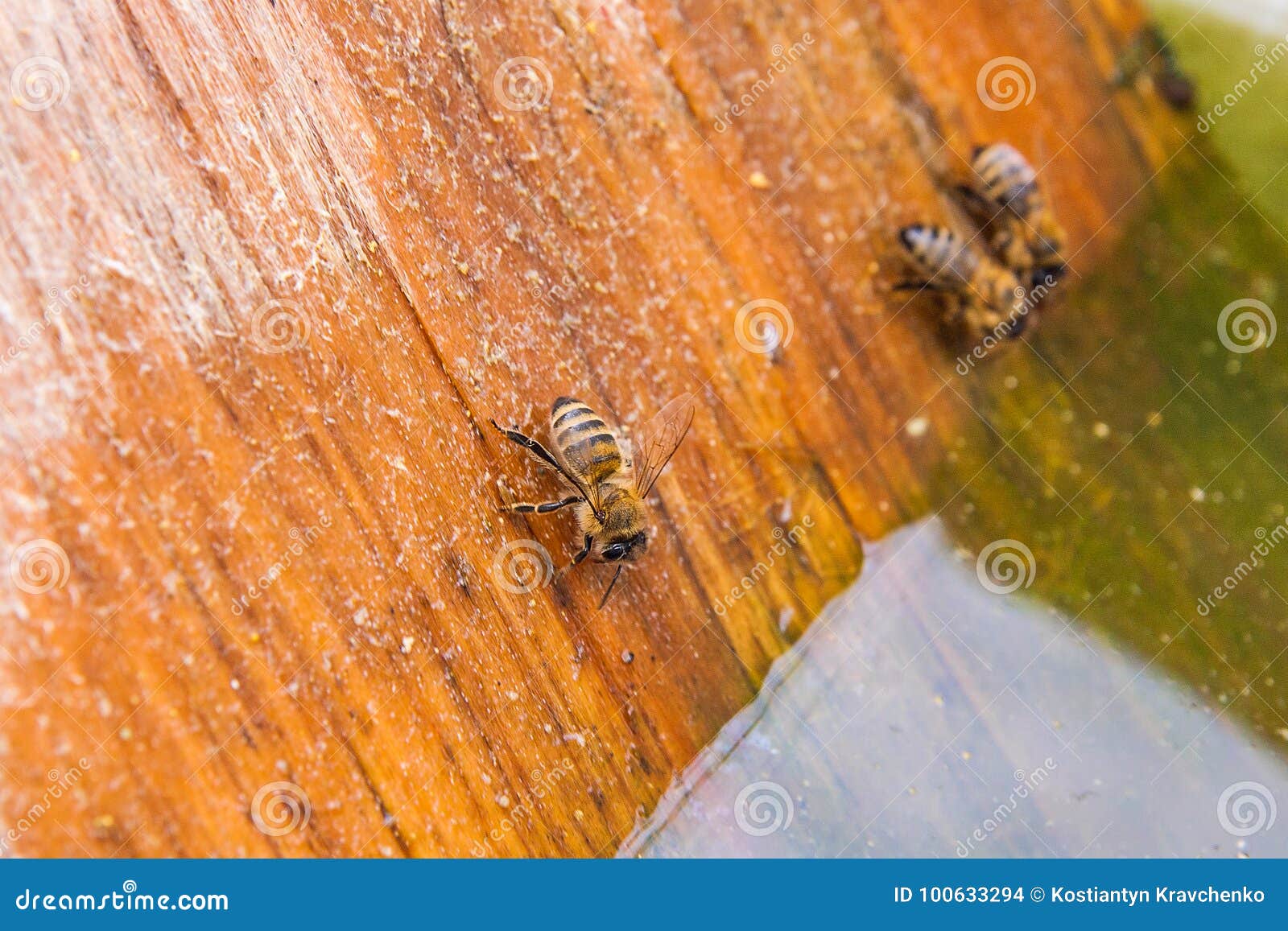 Bees Drinking Water at the Summer. Stock Photo - Image of agriculture ...