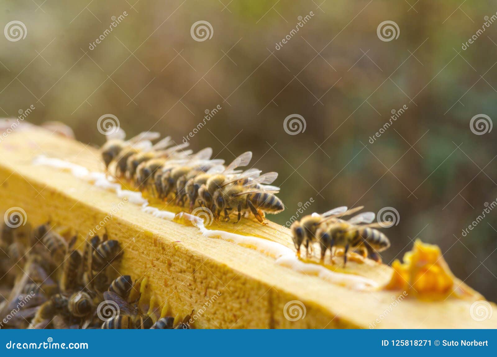 Bees eating honey stock image. Image of texture, yellow - 125818271