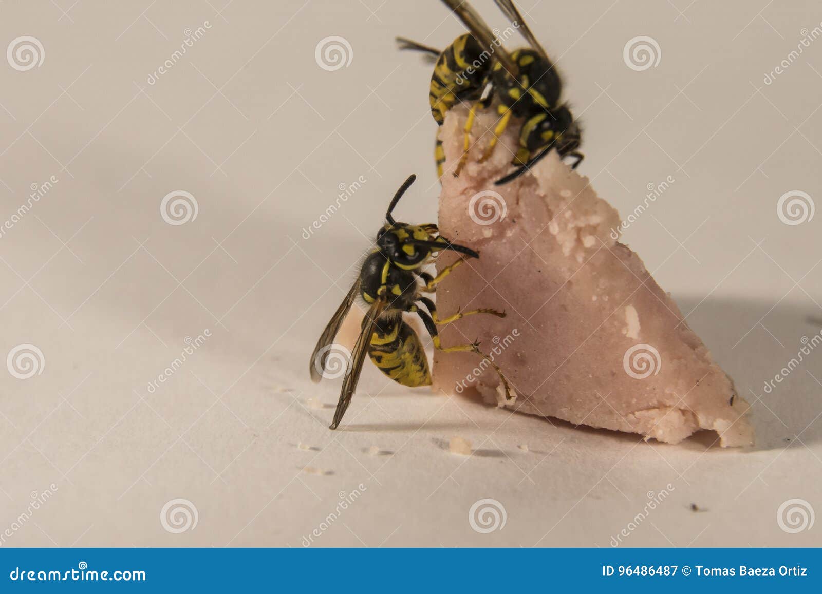 Bees eating meat stock image. Image of nature, piece - 96486487