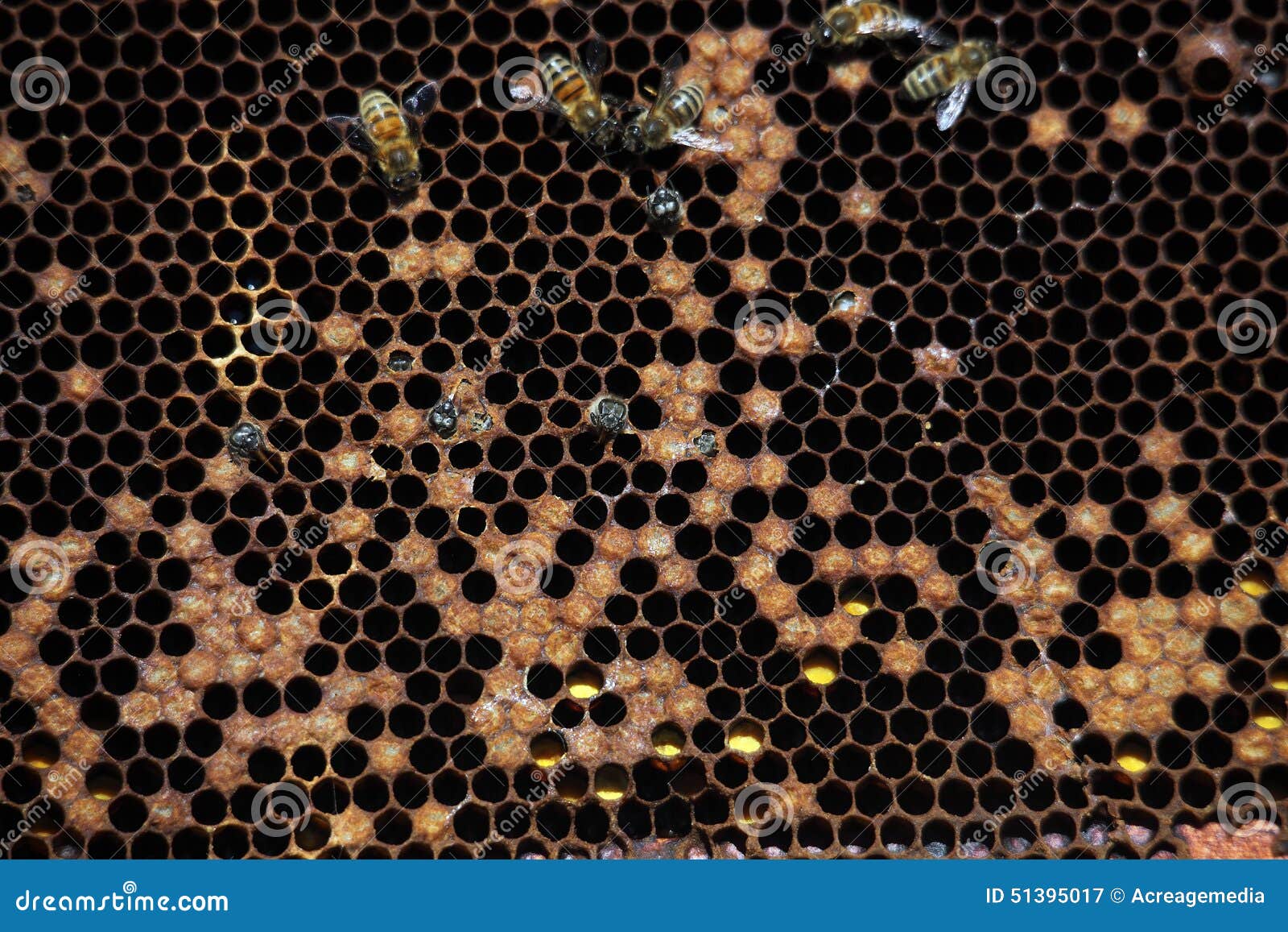 Bees Emerging stock image. Image of insect, frame, beeswax - 51395017