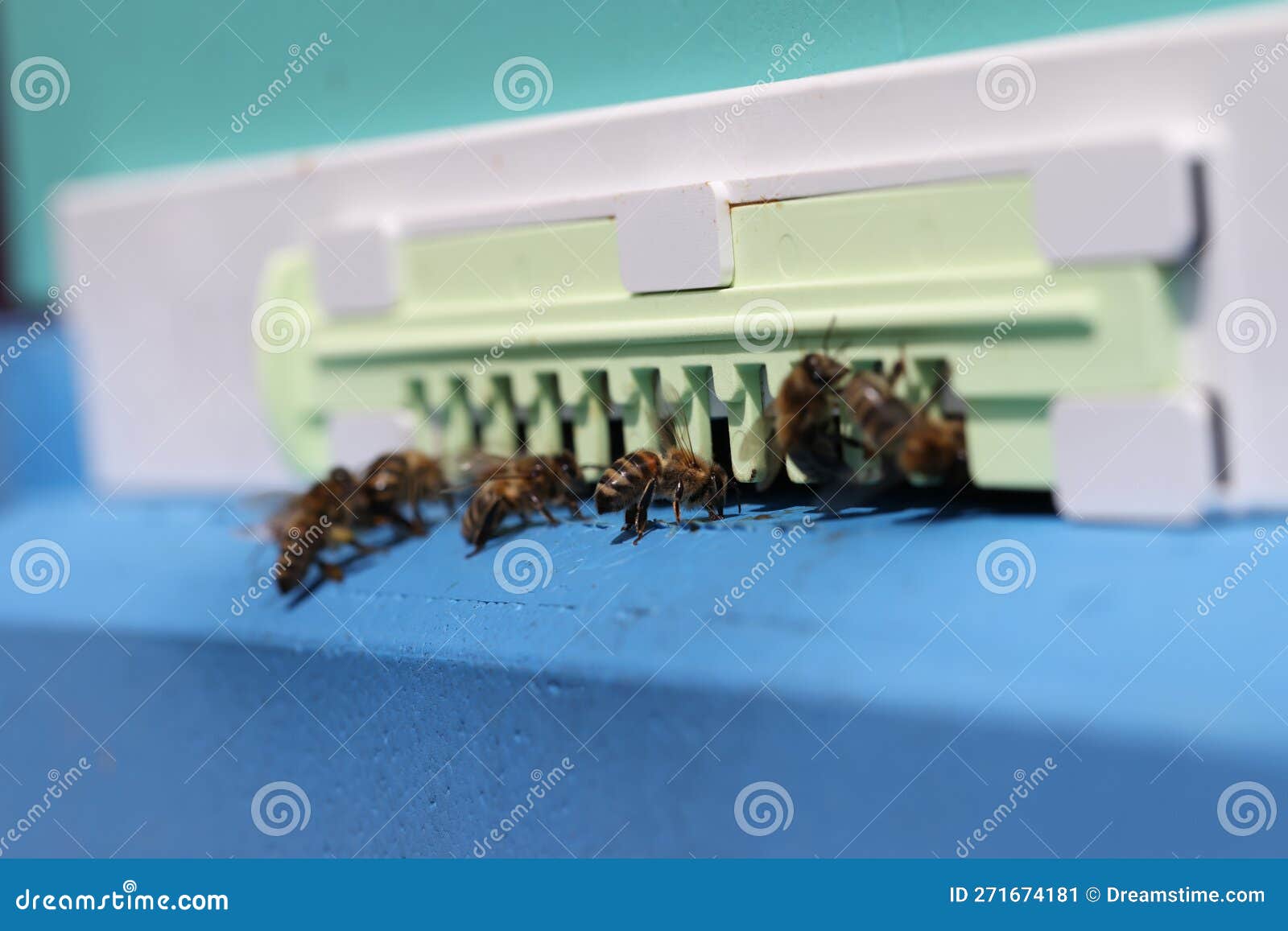 Bees Enter Modern Hive Close-up, Shallow Depth of Field. Stock Image ...