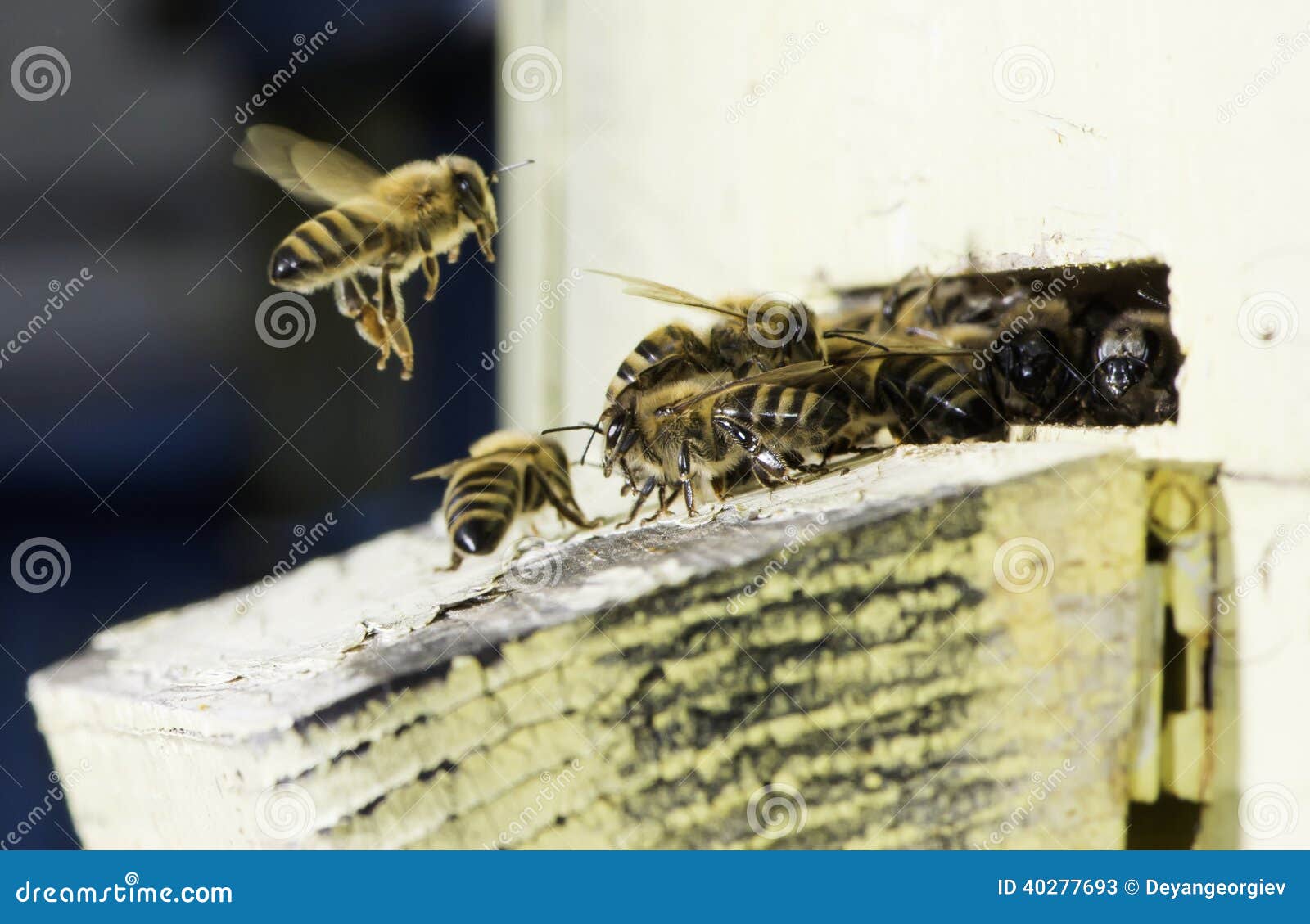 Bees entering the hive stock image. Image of beehive - 40277693