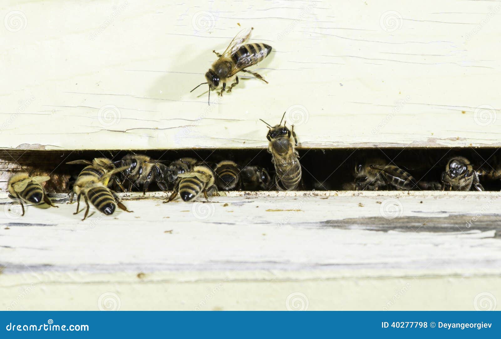Bees entering the hive stock photo. Image of beekeeping - 40277798