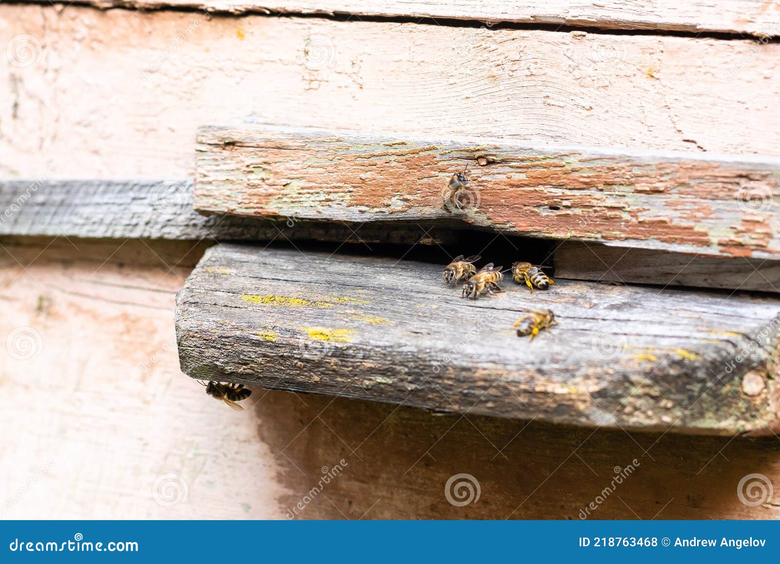 Bees Entering the Hive. White Beehive Stock Photo - Image of medicine ...