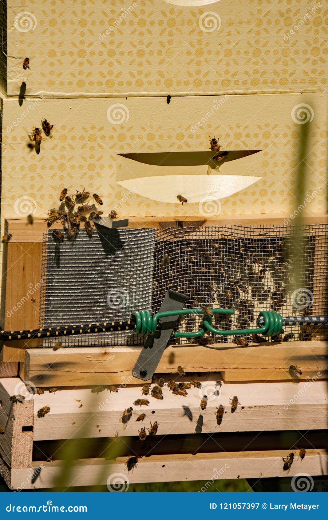 Bees Entering and Leaving a Beehive Stock Image - Image of apiculture ...
