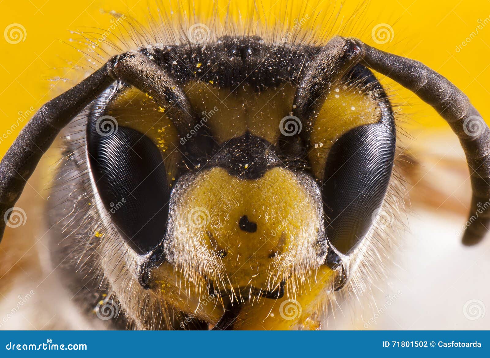Bees face macro shot. stock photo. Image of macro, flower - 71801502