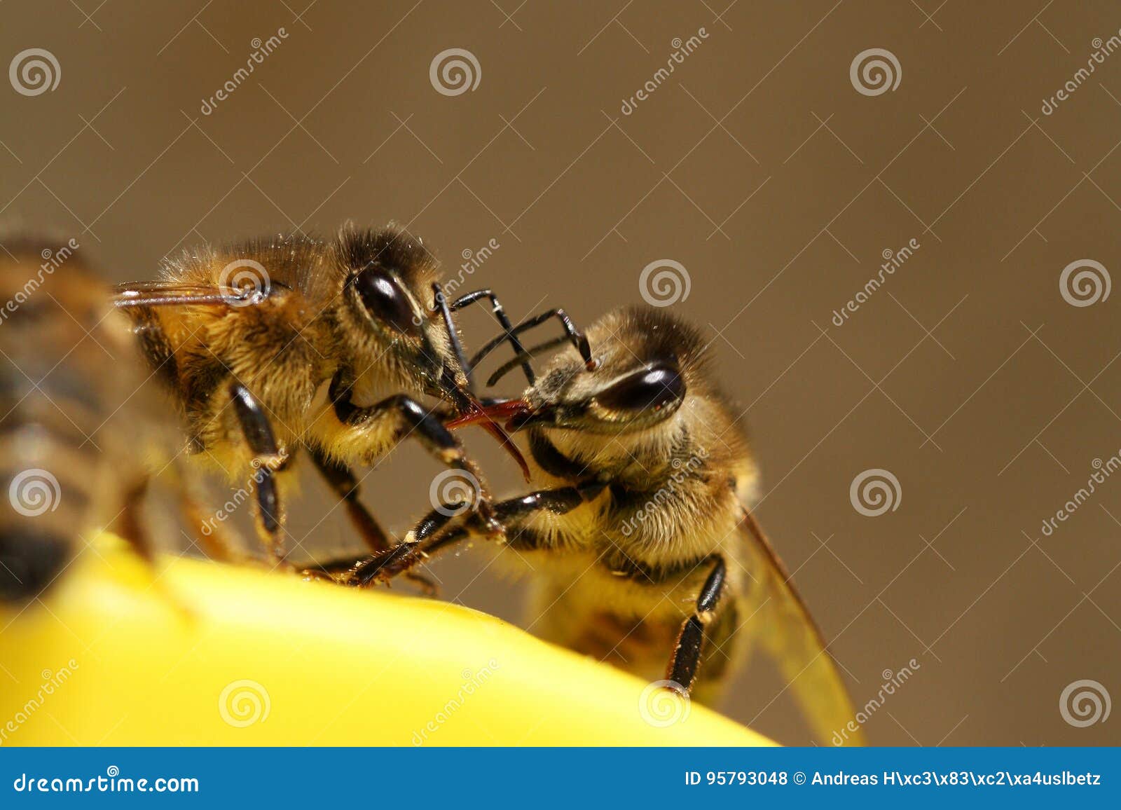 Bees on fight stock photo. Image of fight, struggle, honey - 95793048